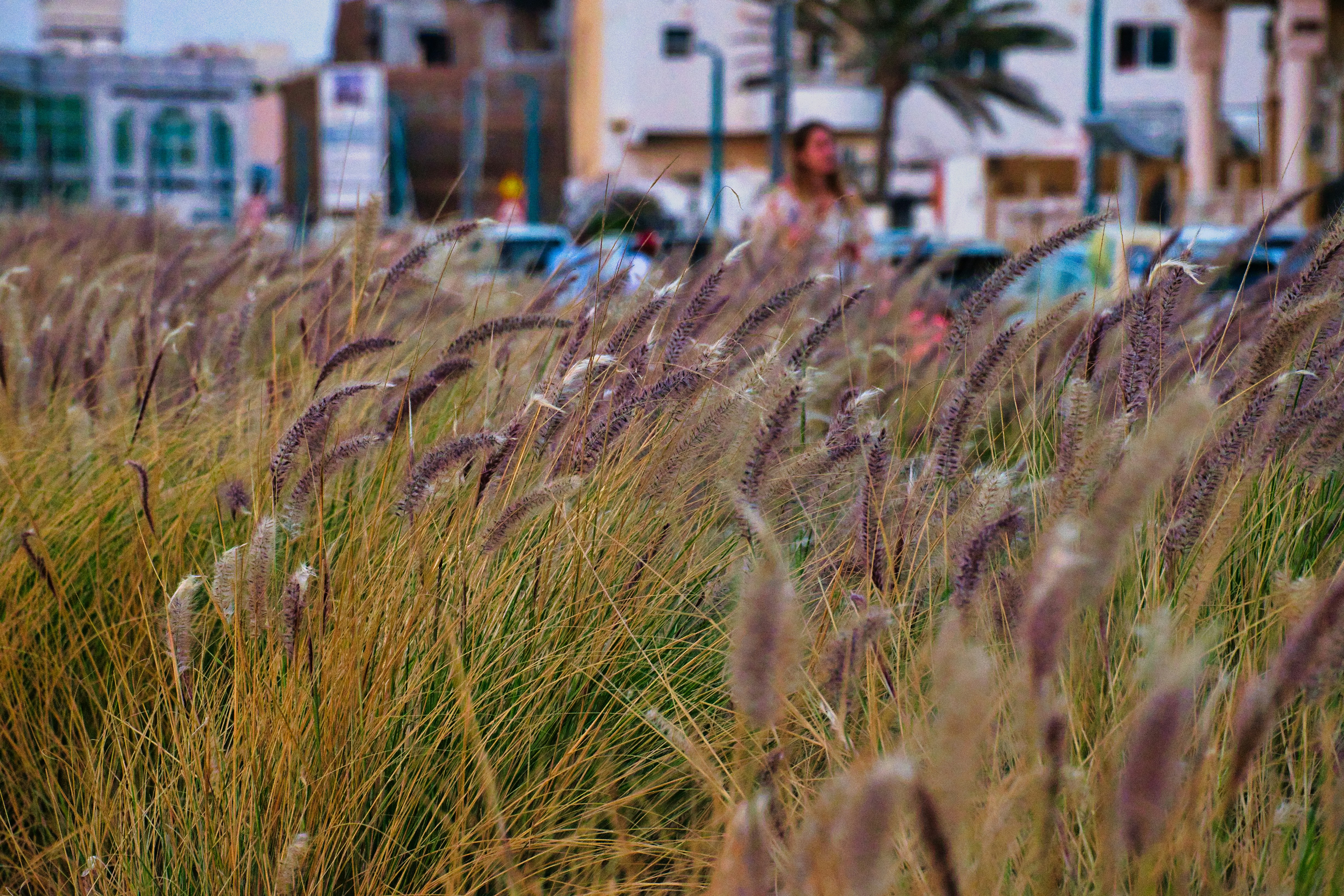 Sea of Grass with Subtle Urban Backdrop