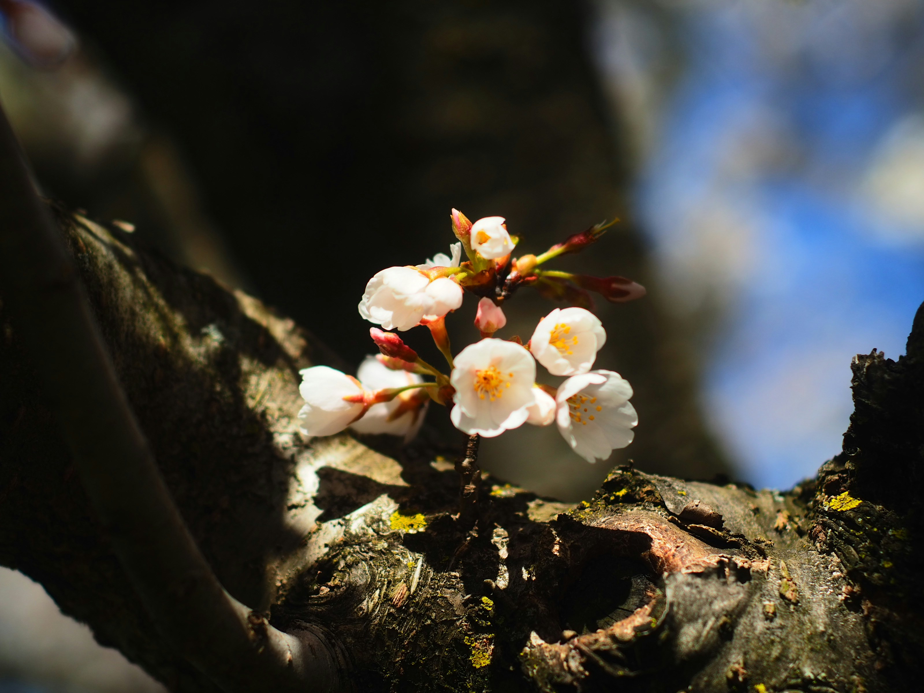 Sunlit White Blossoms Nestled in Gnarled Bark