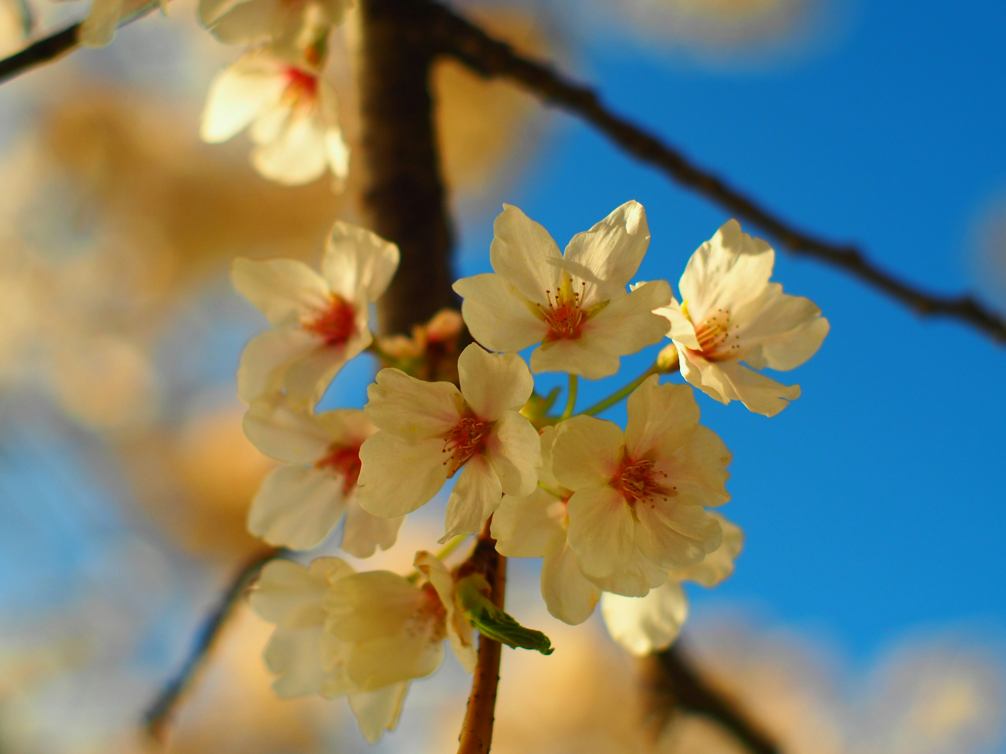 Cream blossoms on a sunlit branch beneath a cobalt sky