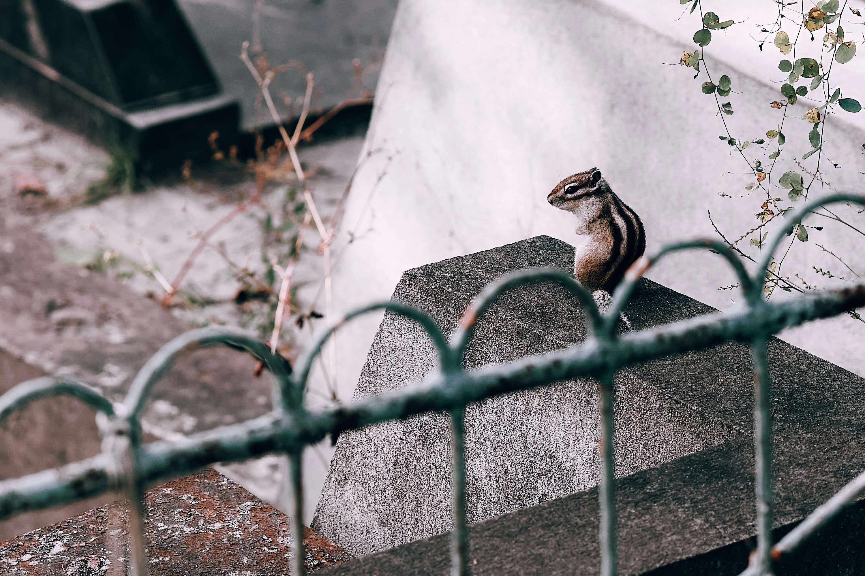 Chipmunk on a Weathered Concrete Block, Framed by Fencing