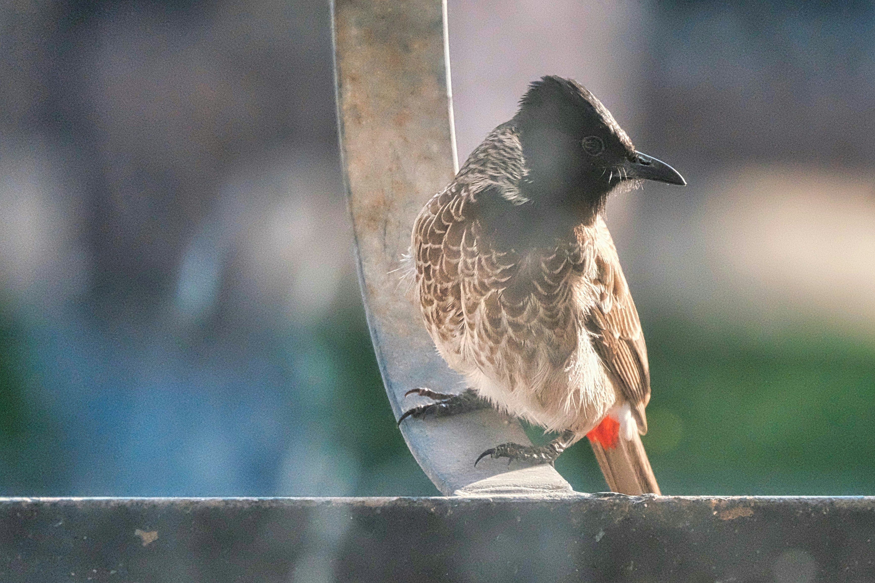 On a Weathered Steel Bar, a Black-Headed Perch