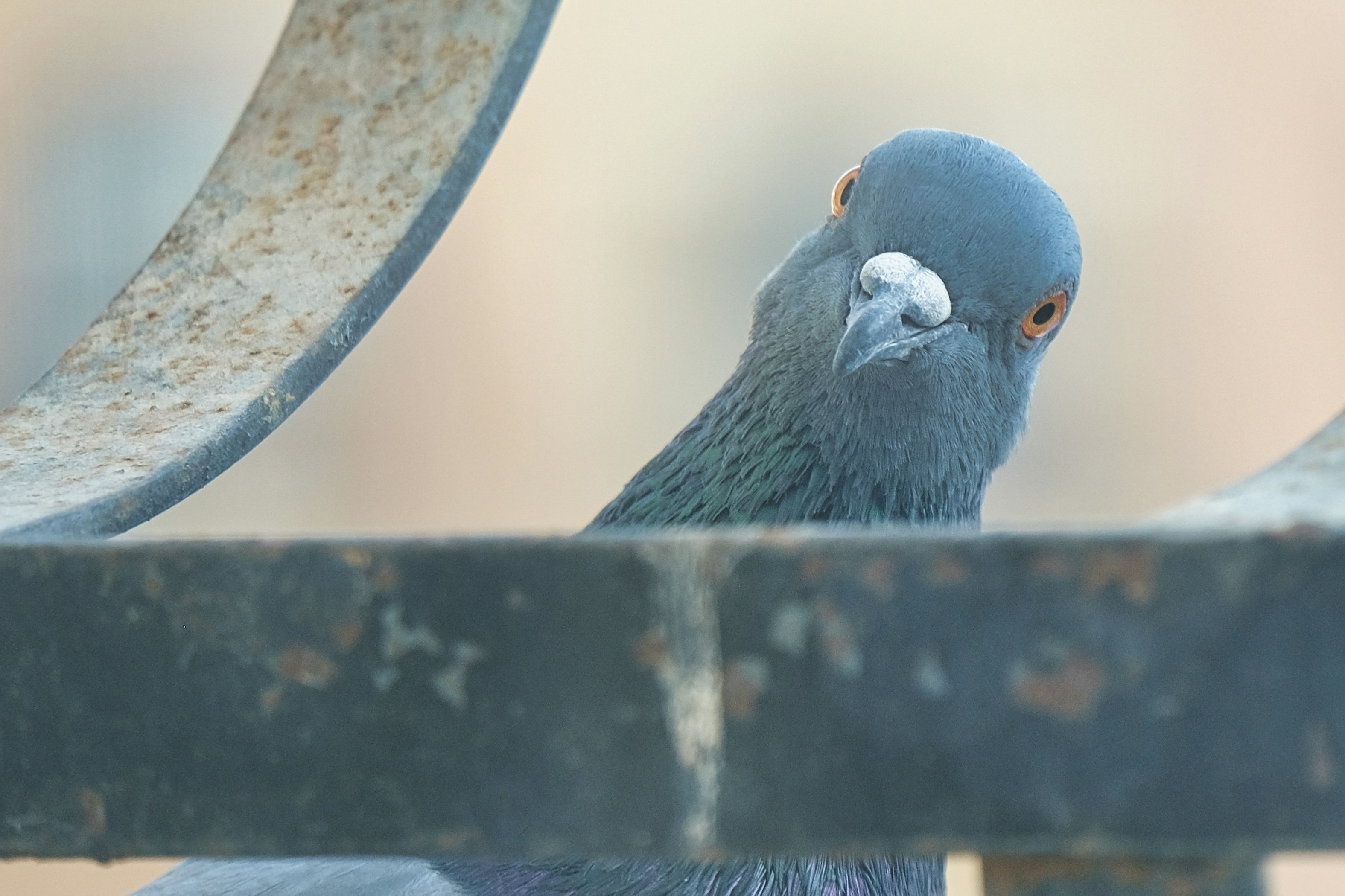 Gaze Between Rusted Arches: A Pigeon's Curious Peek