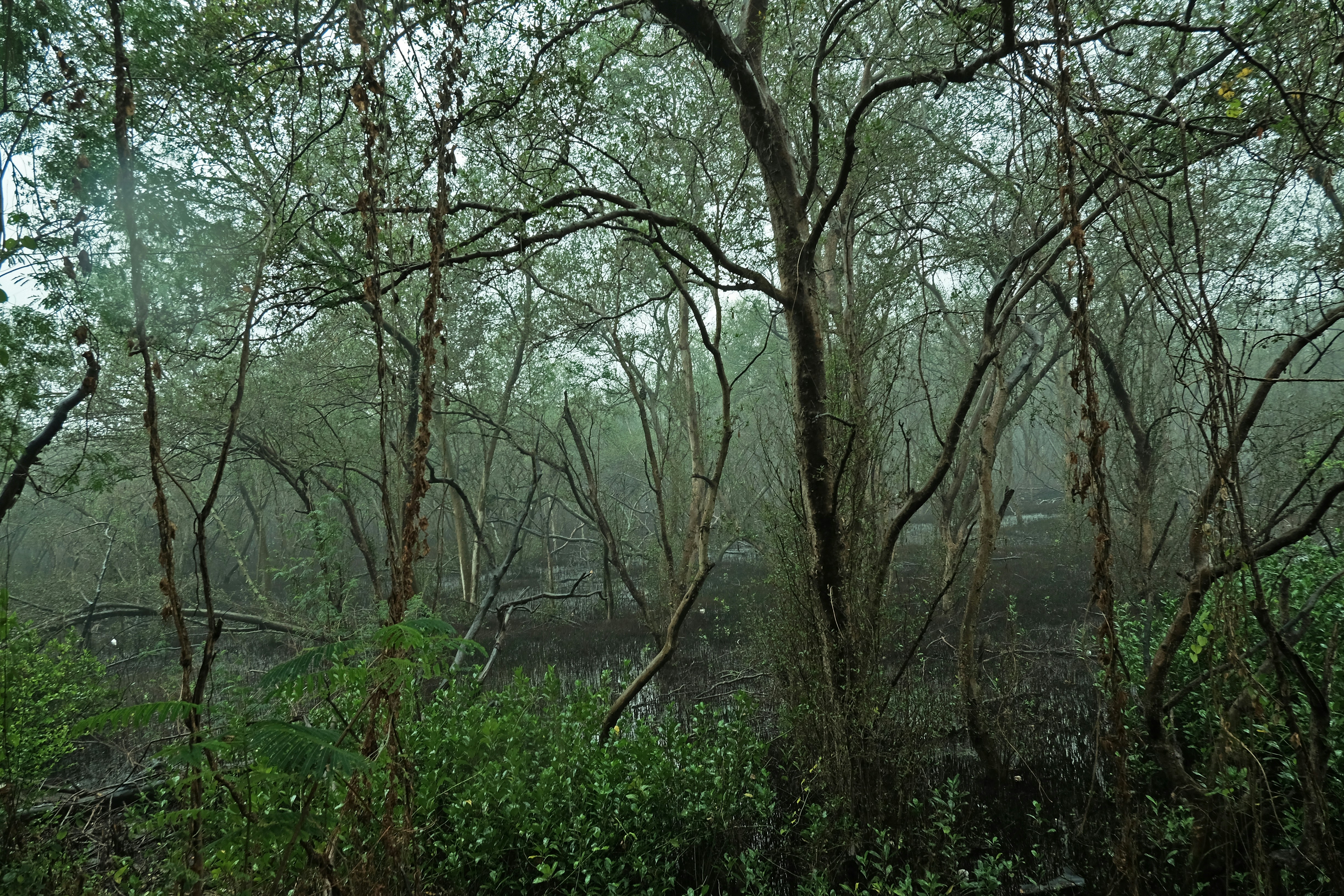 A forest filled with lots of trees covered in rain photo – Free Forest ...