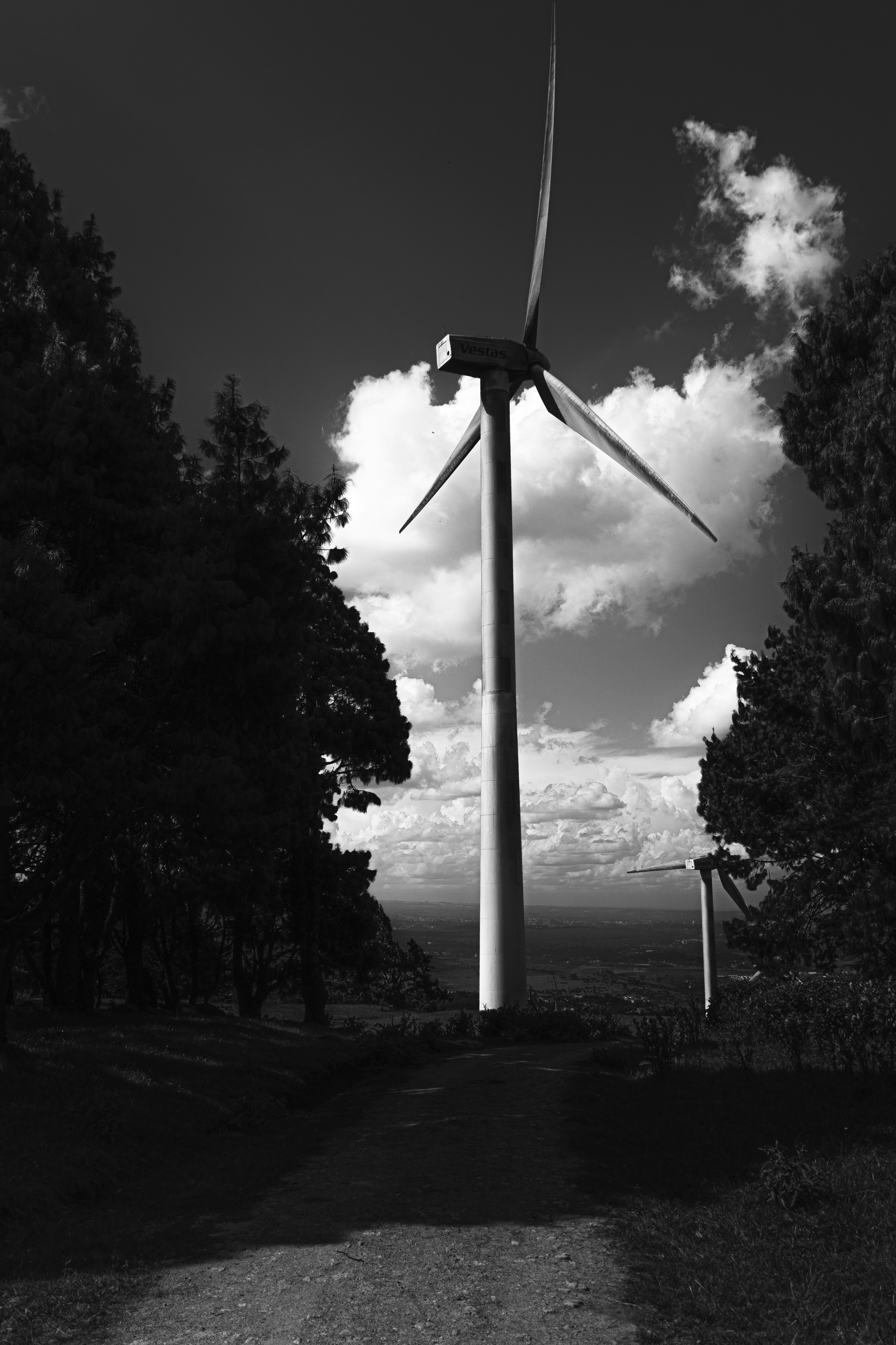Ridgewind: A Wind Turbine Framed by Pines in the Daylight