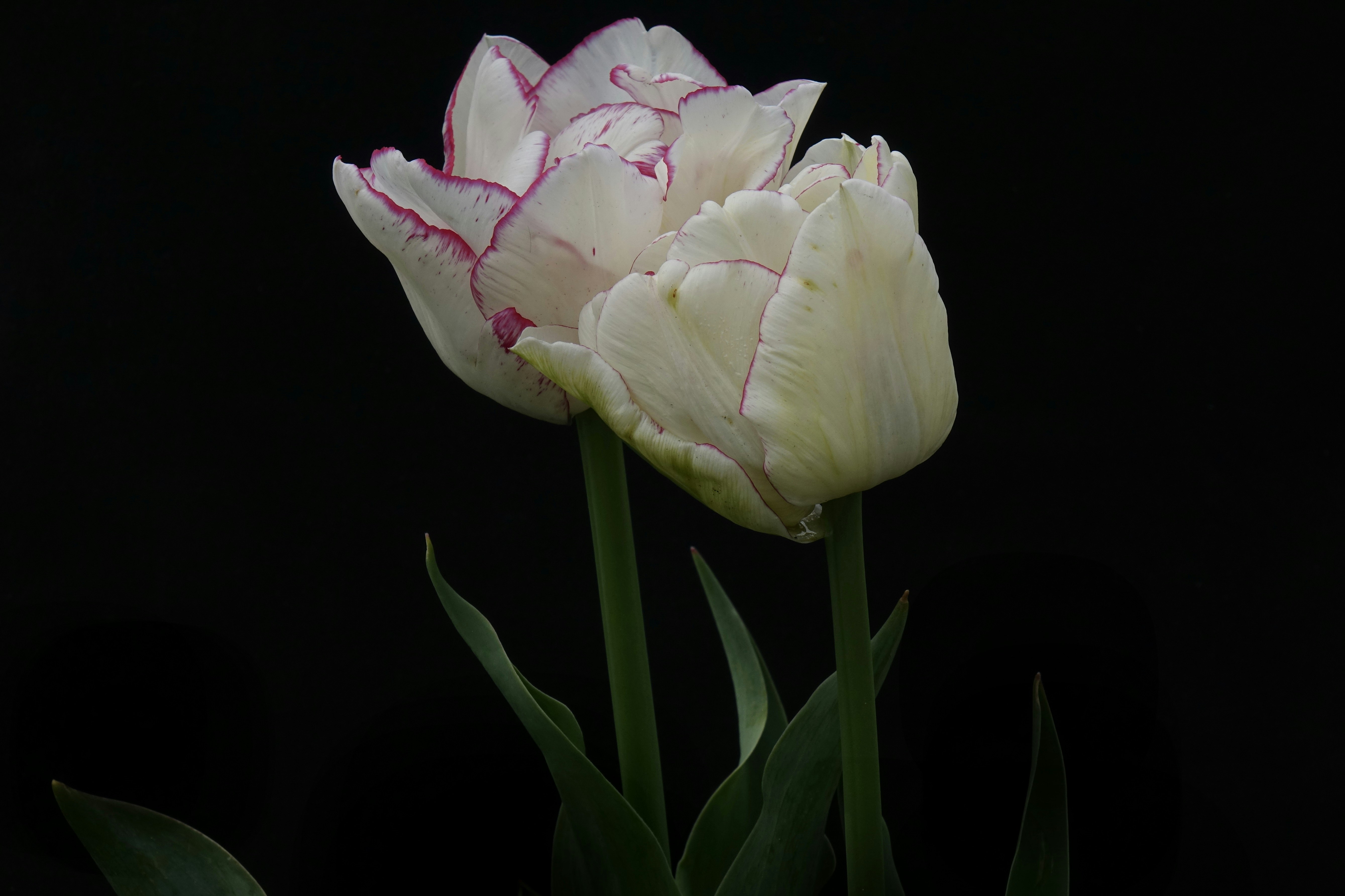 Whispering Tulips: White Petals Trimmed in Pink Against Midnight