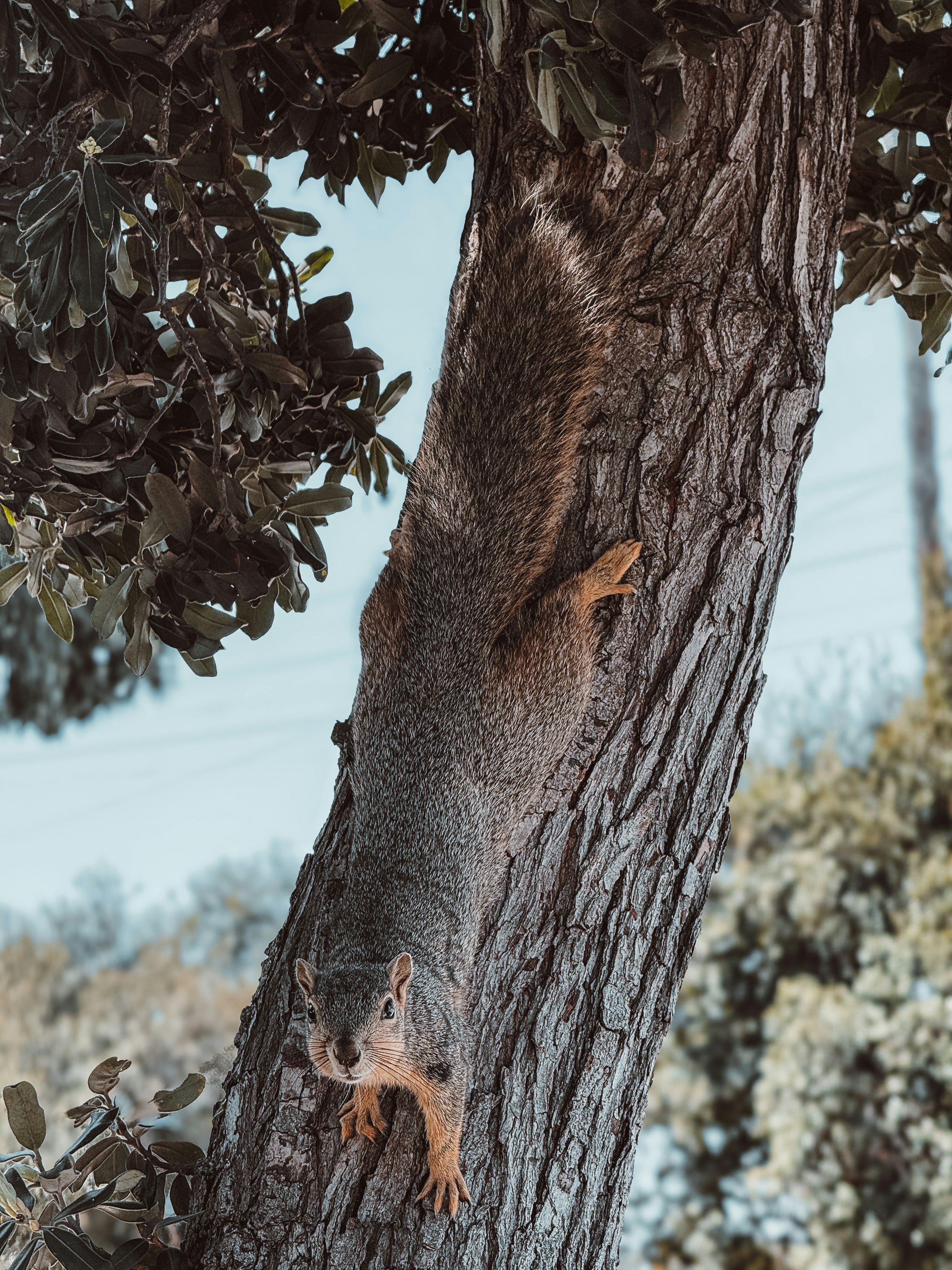 Squirrel Cling: A Tiny Acrobat on Weathered Bark