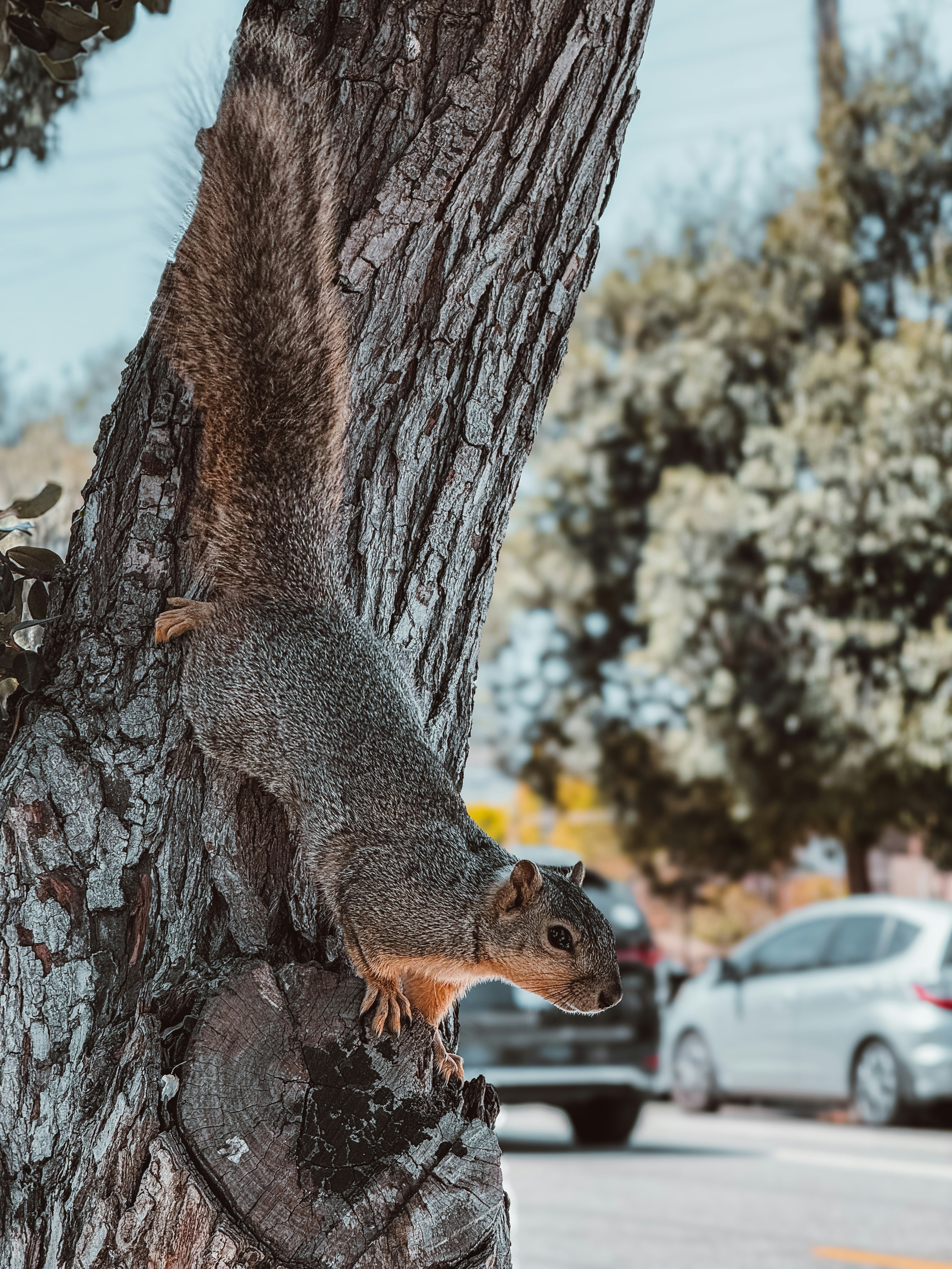 Urban Acrobatic: A gray squirrel grips a rugged trunk as traffic hums in the background.