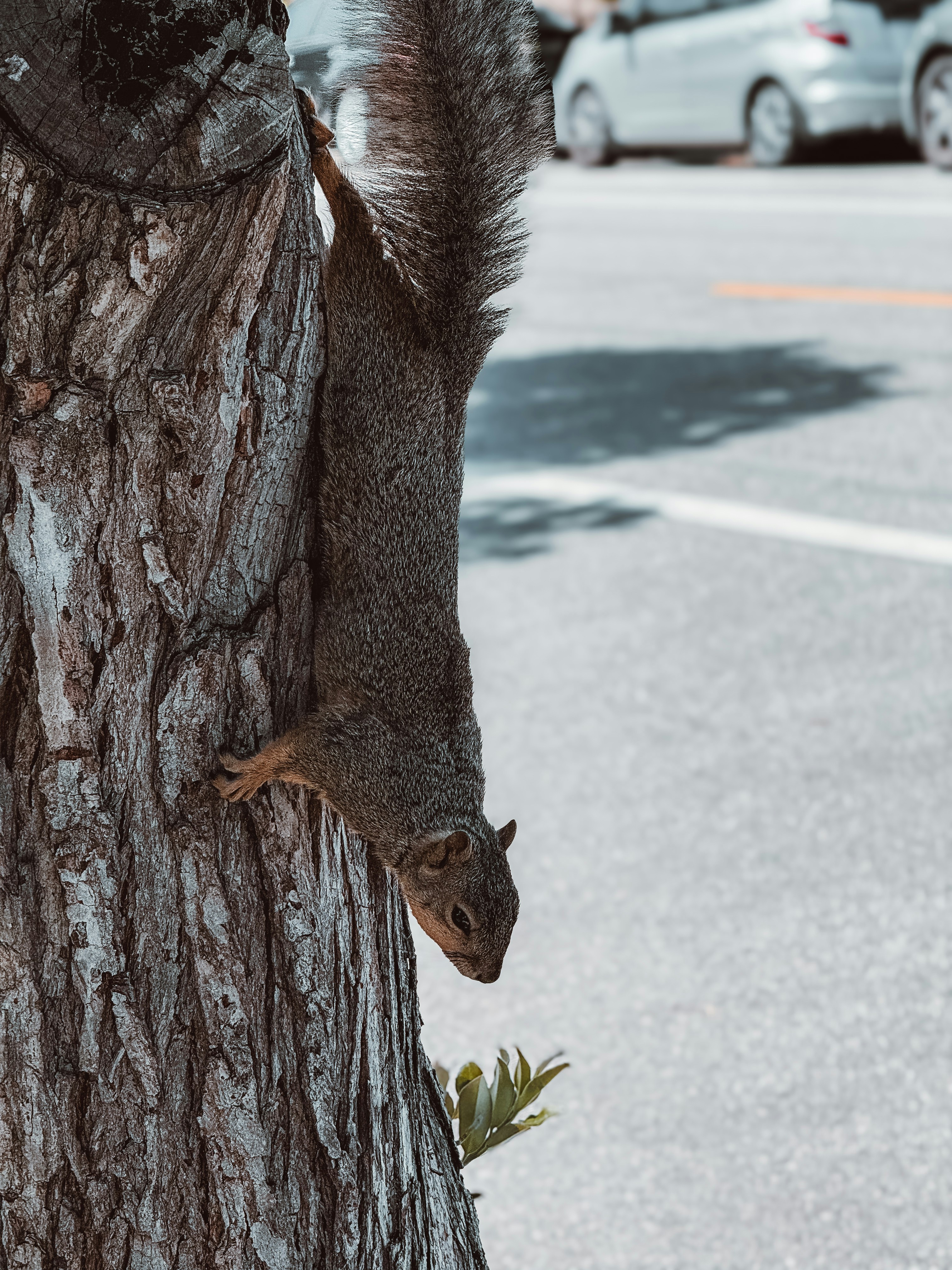 Squirrel clings to a sunlit urban tree beside a busy street