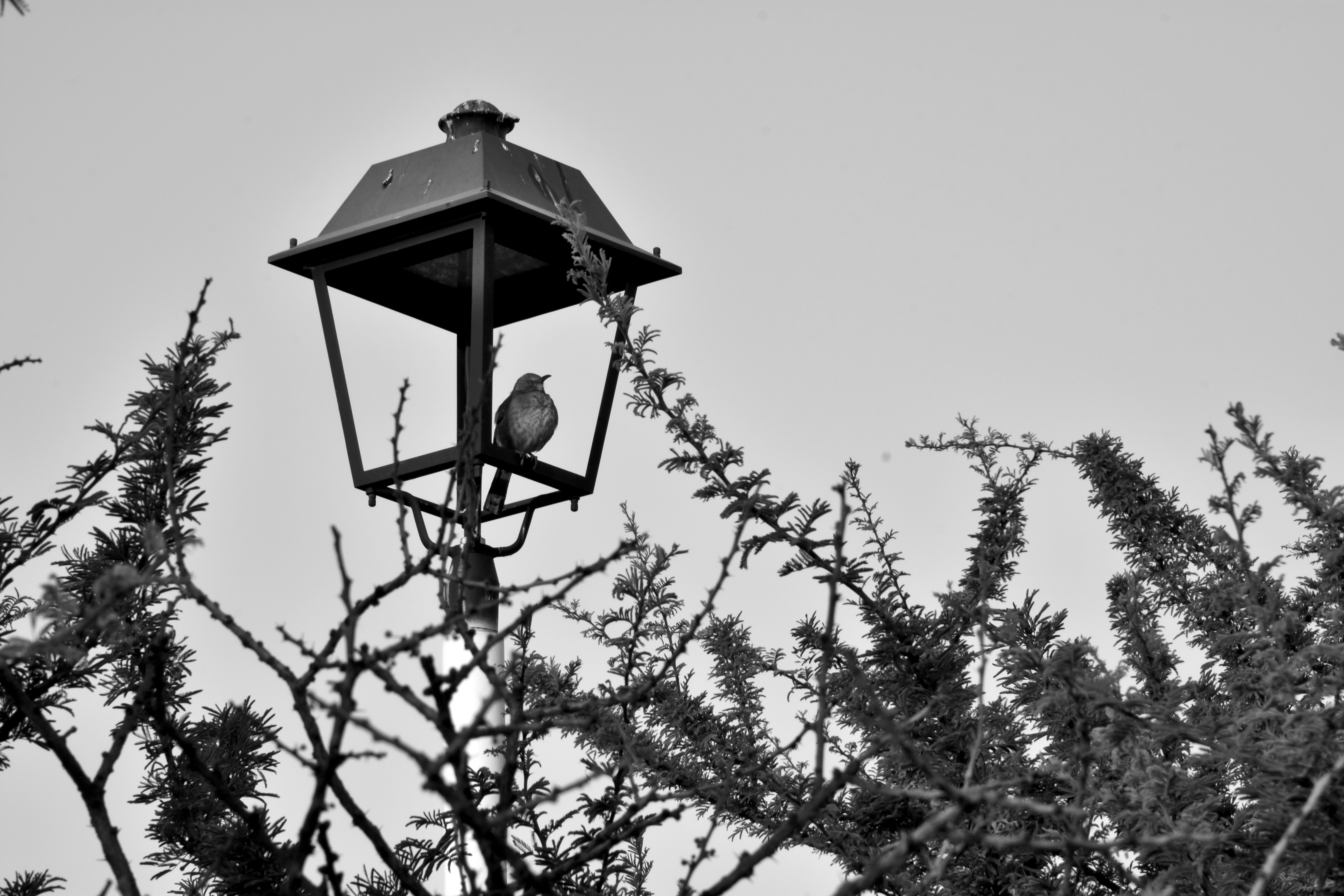 Lantern Sentinel: A Bird Perched Among Winter Branches
