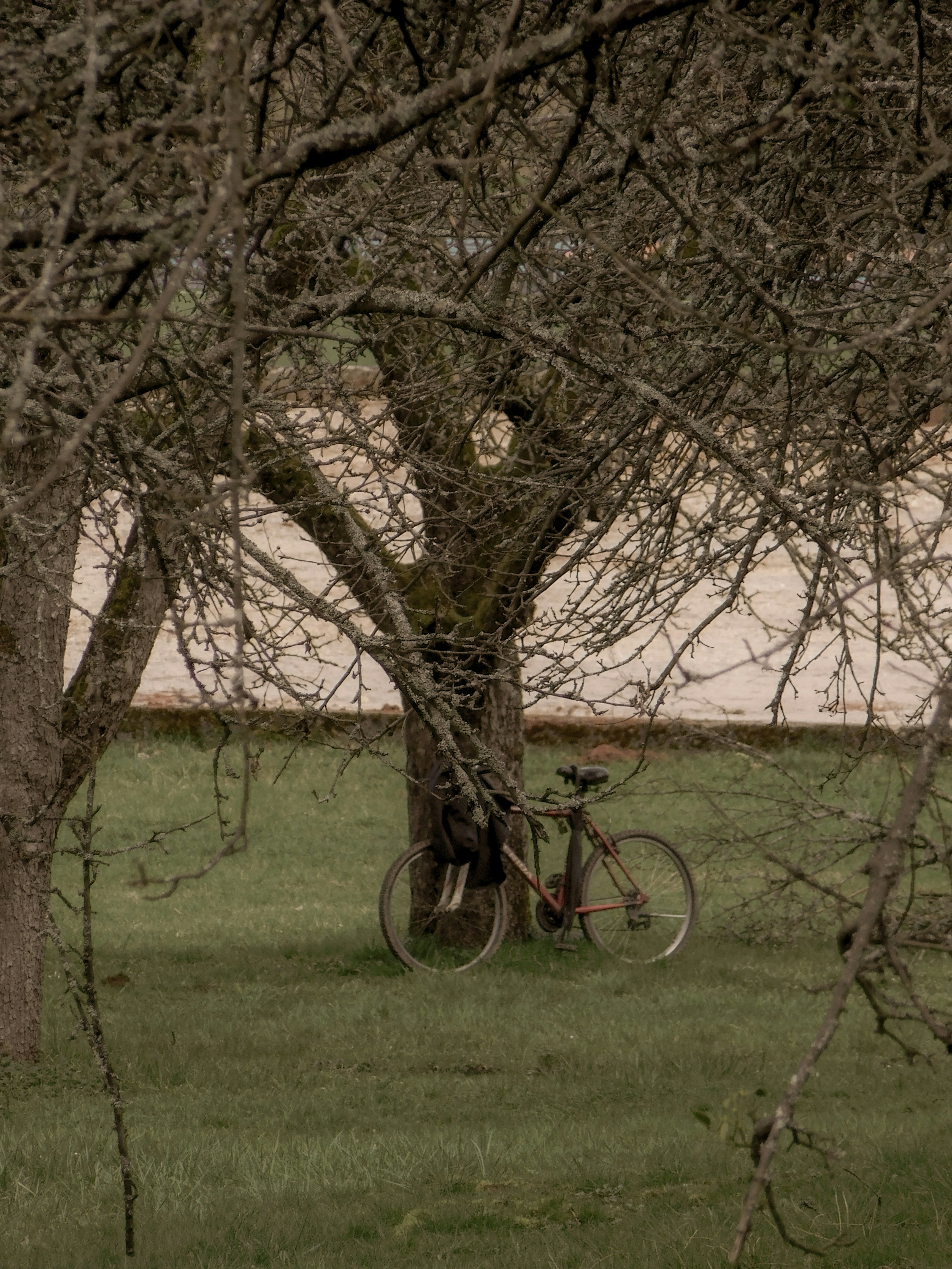 Red Bicycle Paused Under a Web of Branches in a Quiet Park