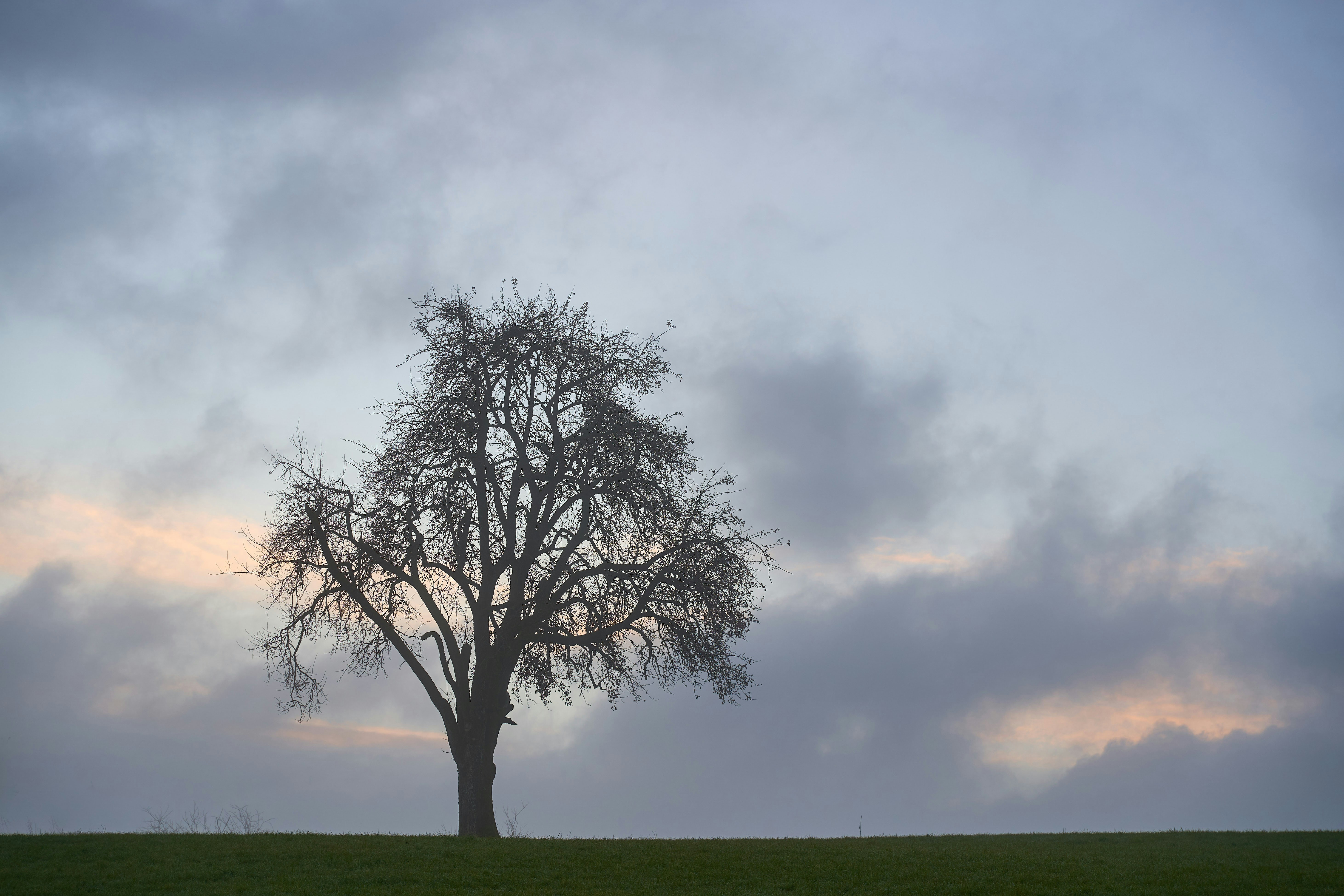 A lone tree in a grassy field under a cloudy sky photo – Free Single ...