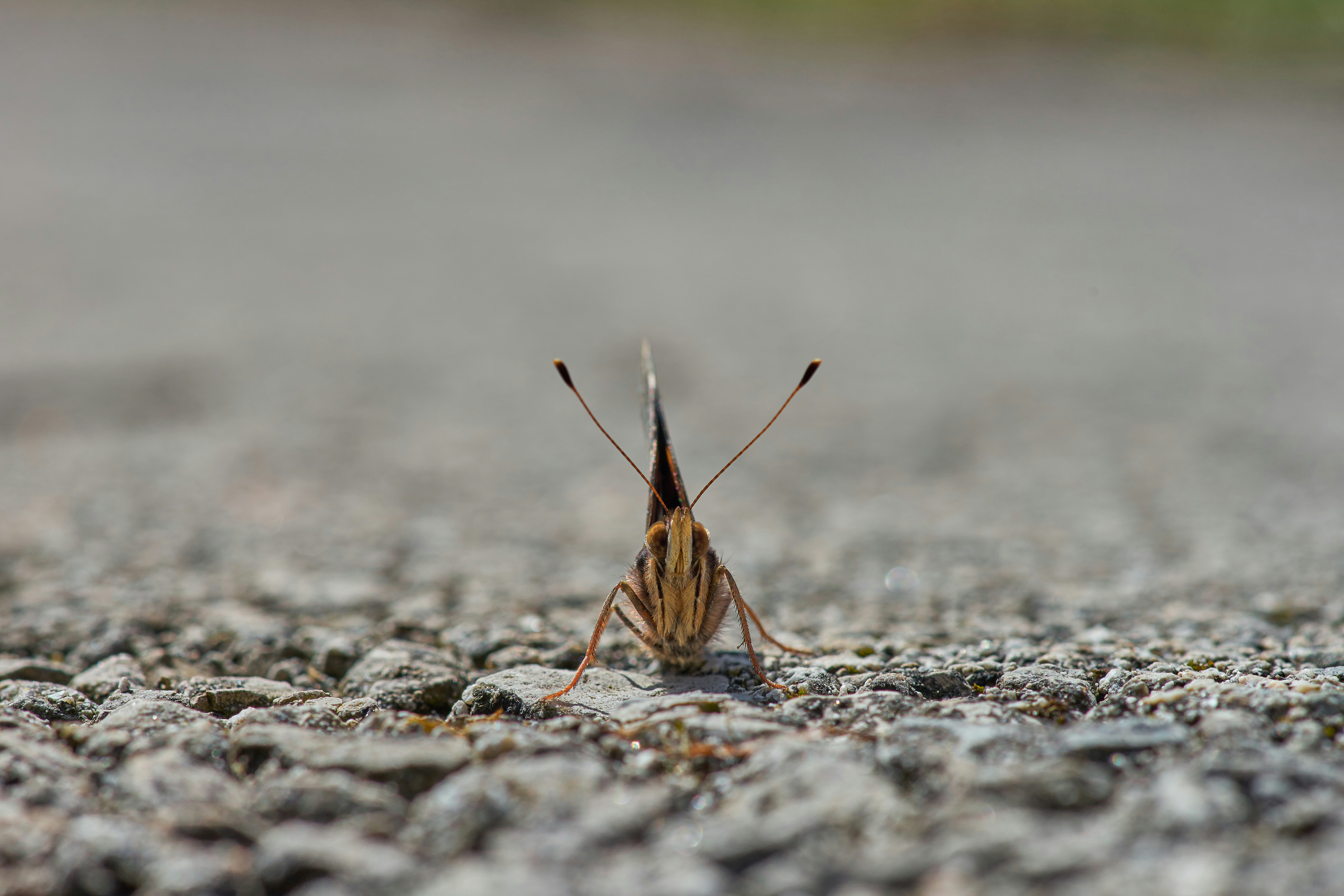 Antennae Awake on Pebble Ground: Macro Portrait of a Butterfly
