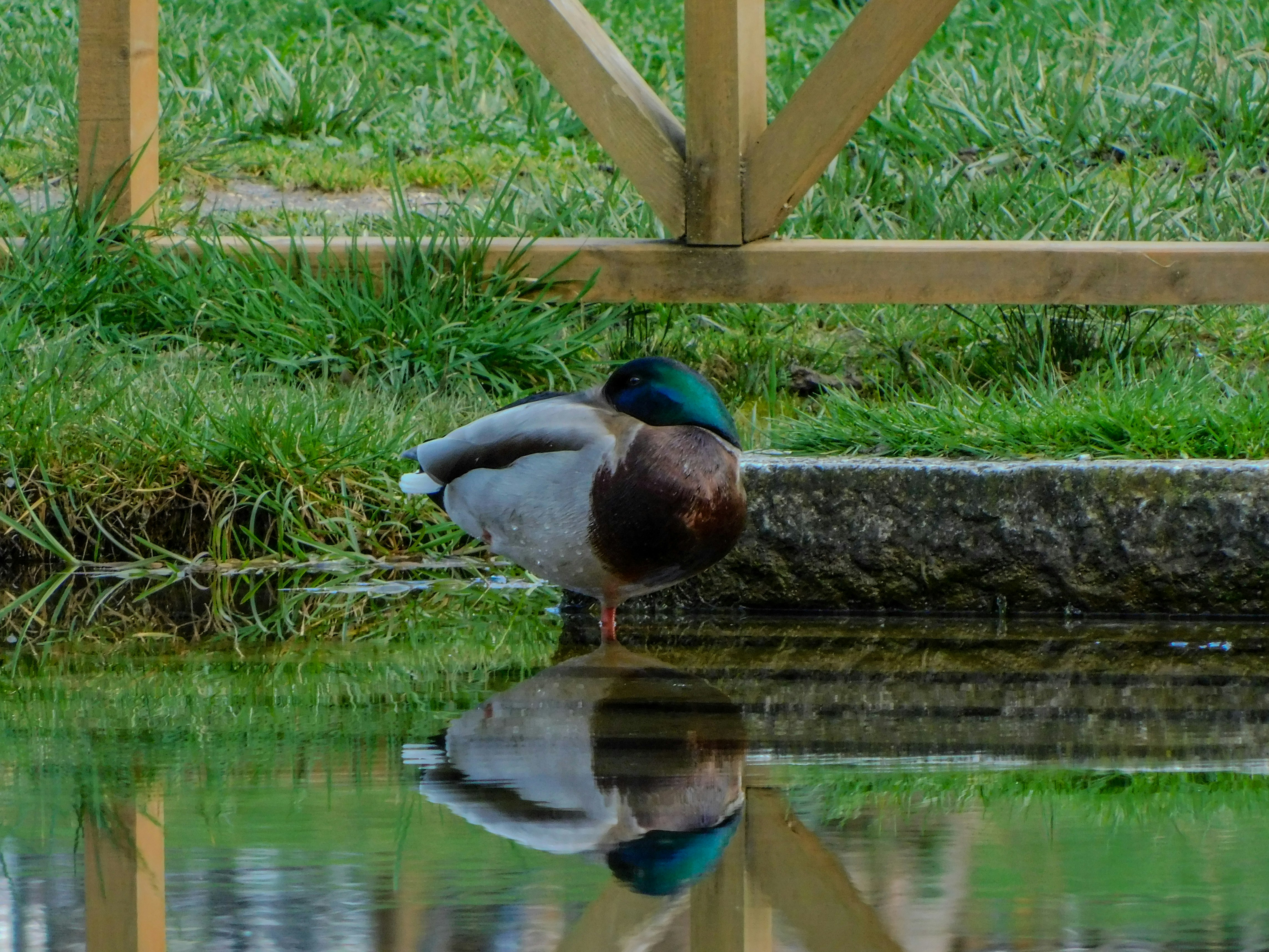 Reflected Mallard at the Pond's Edge