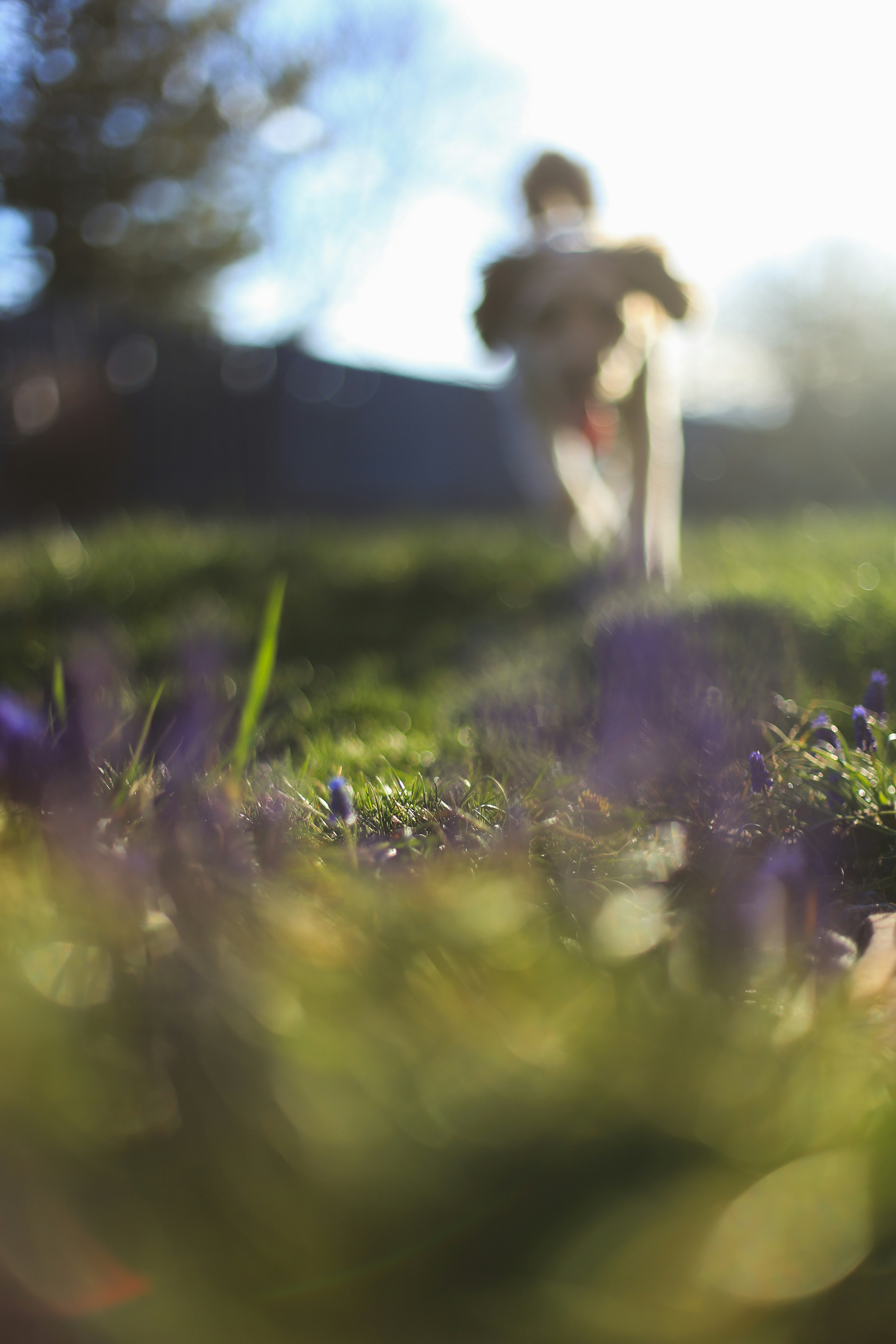 Blurry foreground garden against a distant child on a scooter