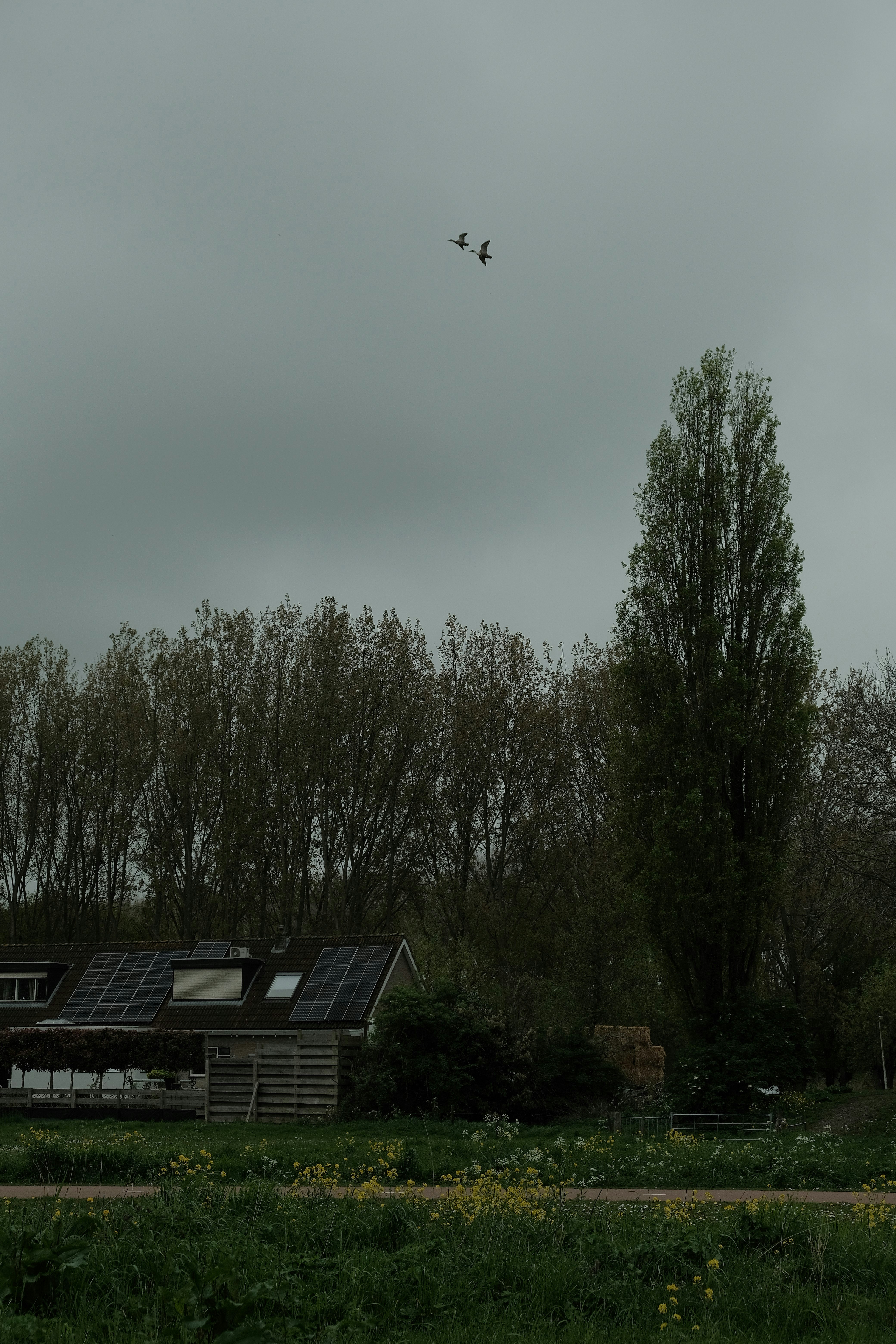 Two Birds Above a Solar-Roofed Suburb Under a Moody Sky