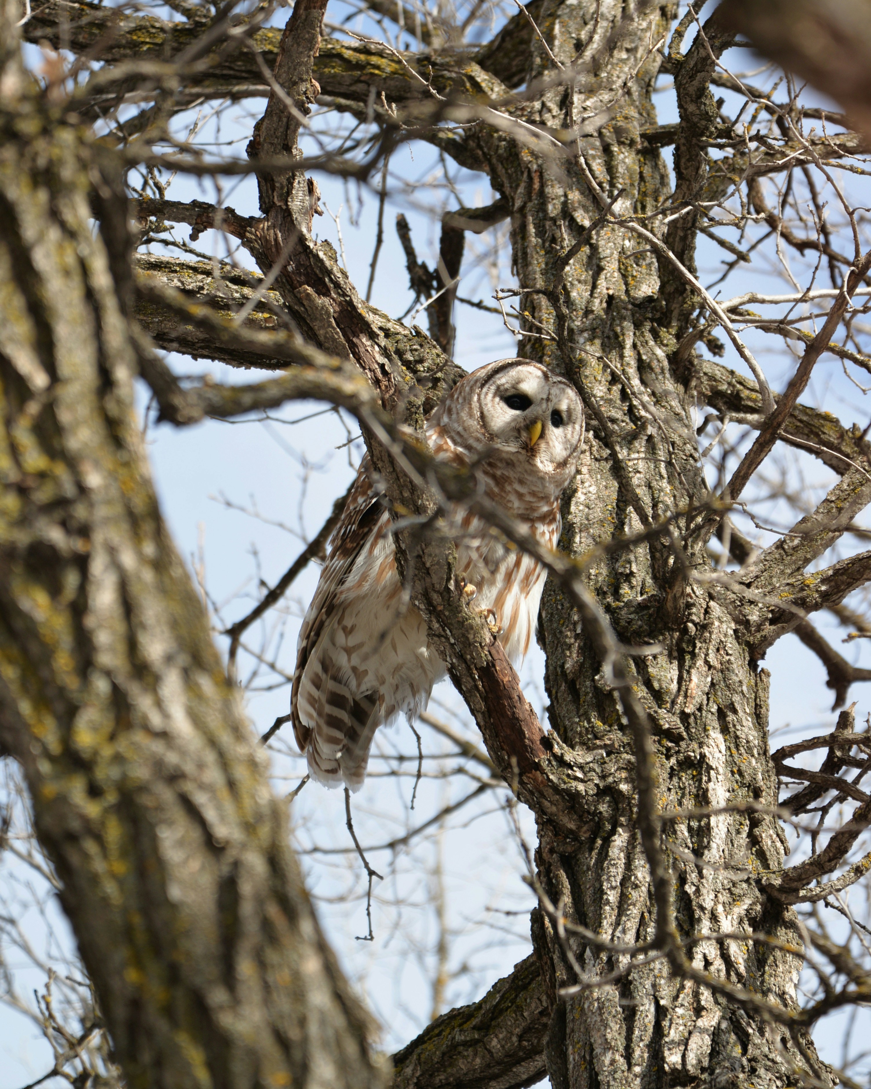 Owl Amid the Bark Lattice: A Quiet Moment in Branches