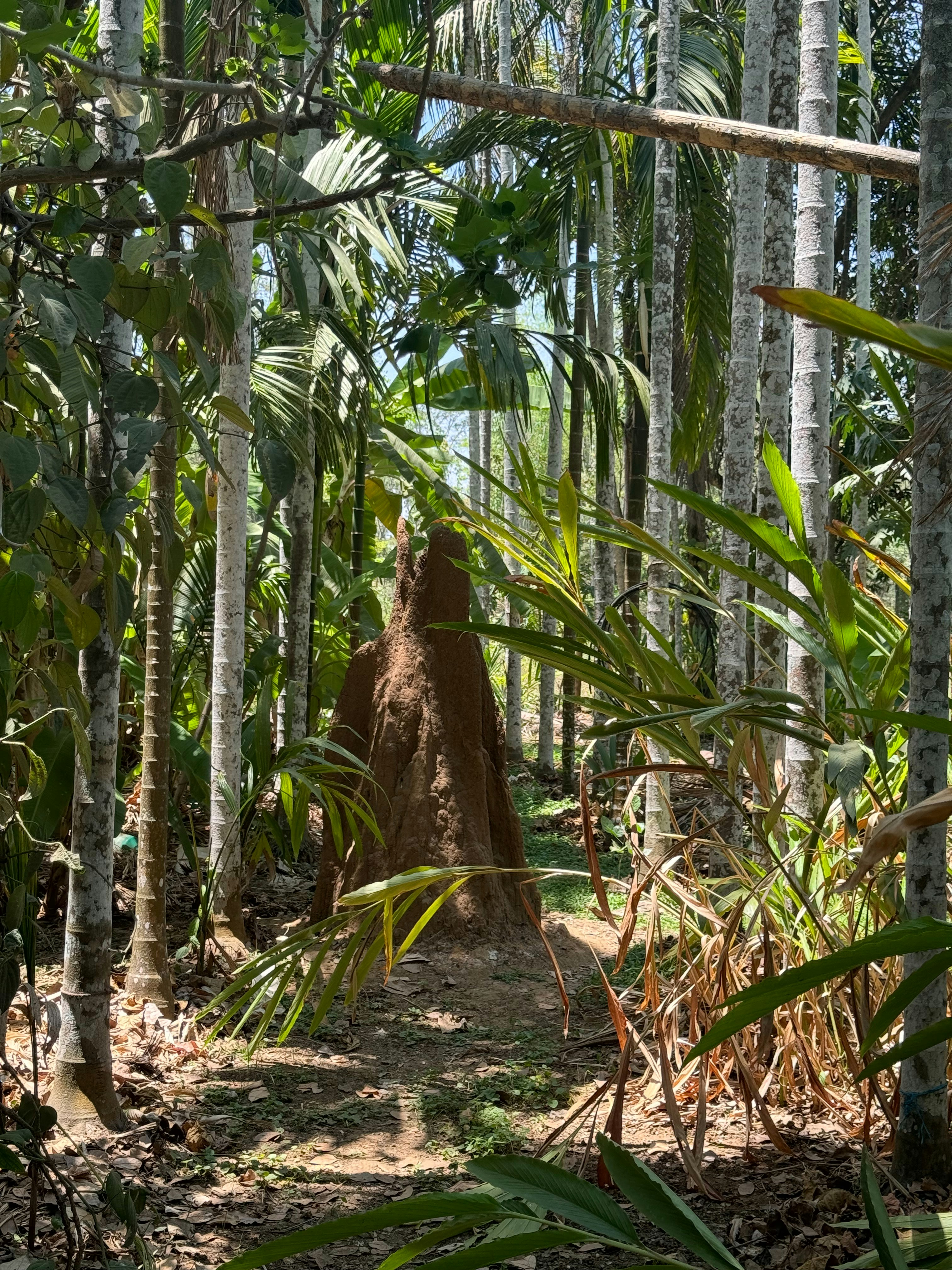 Anthill in the midst of trees