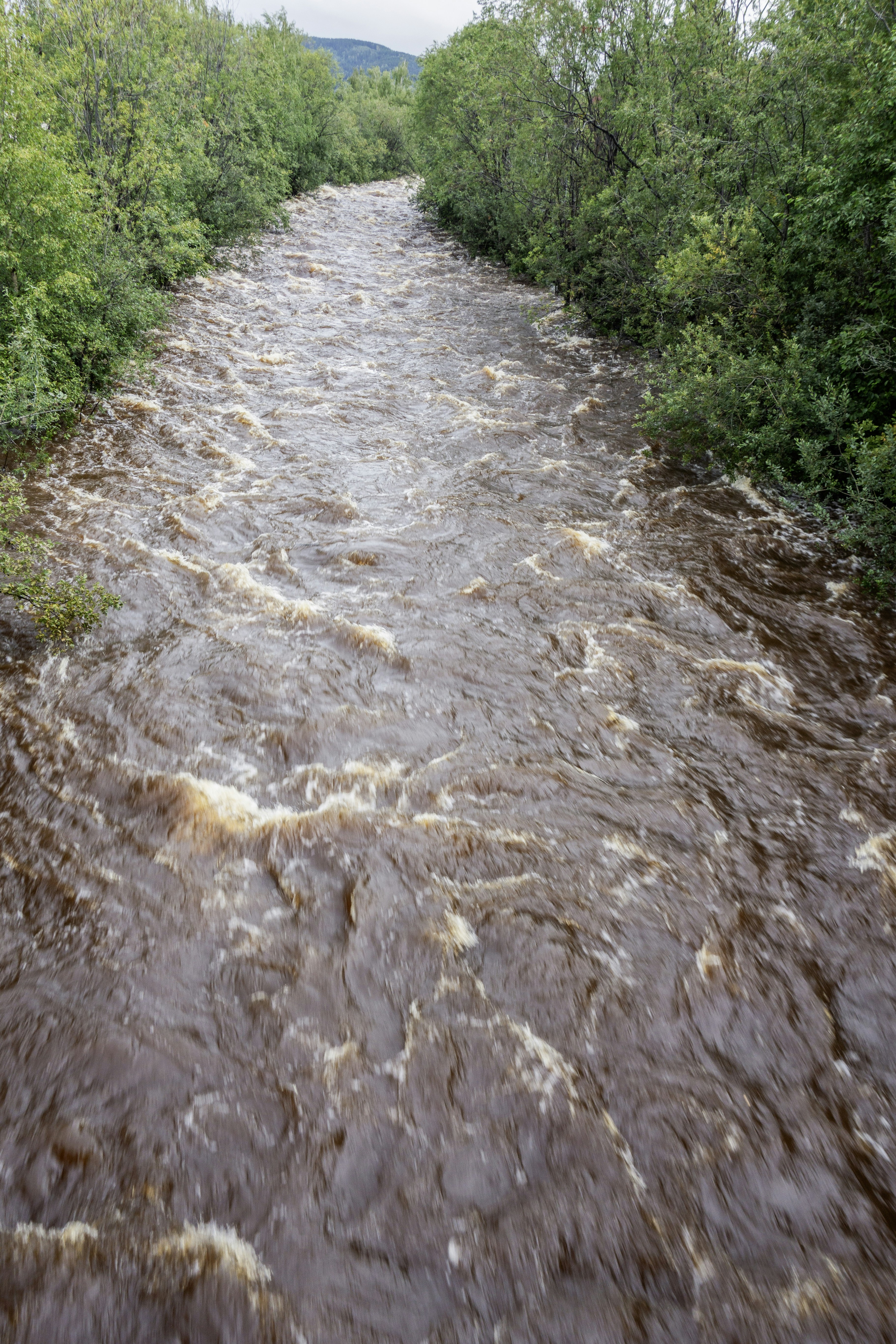 Raging river coursing through lush greenery, showcasing the power of nature in motion.