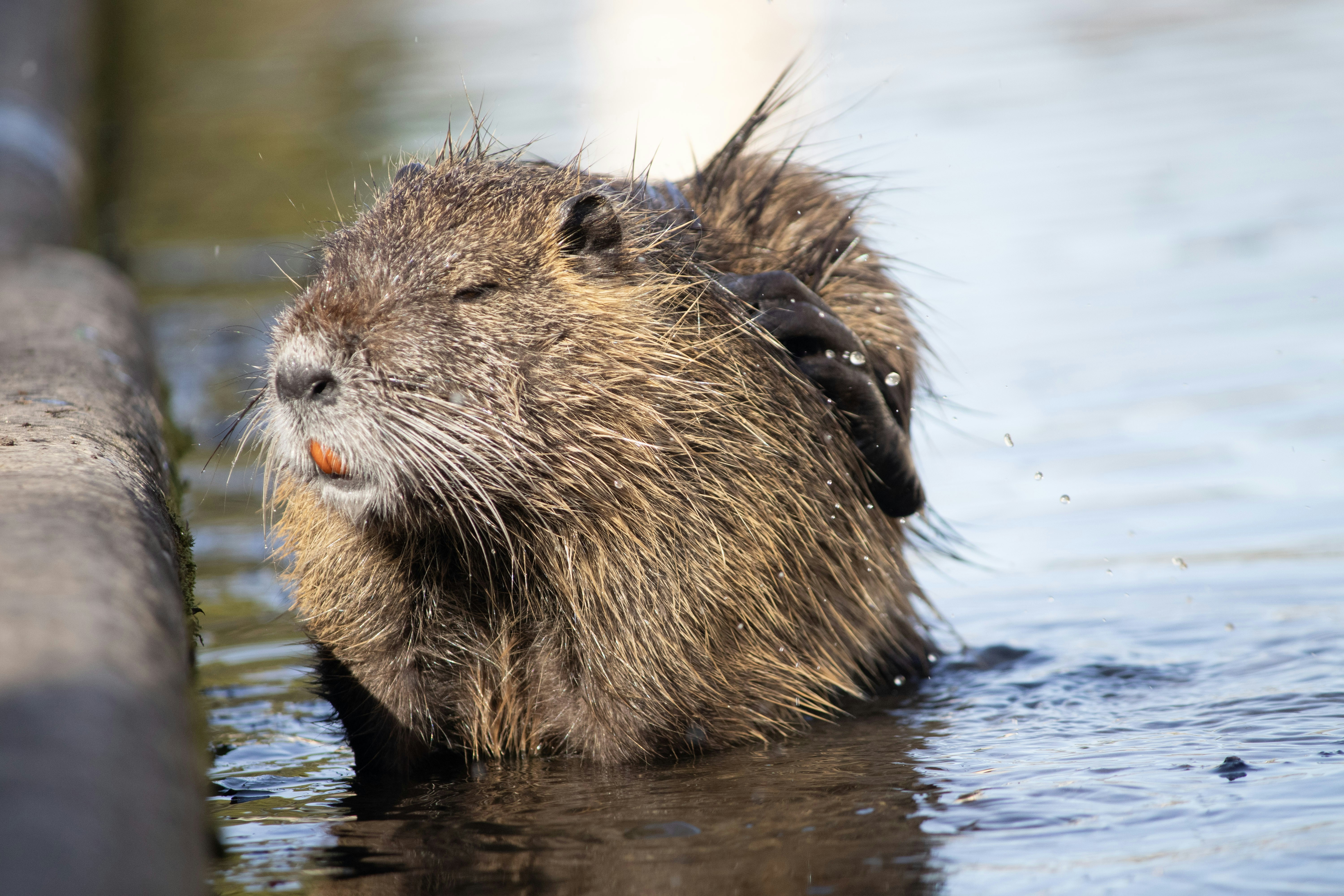 A close up of a wet animal in a body of water photo – Free Bear Image ...