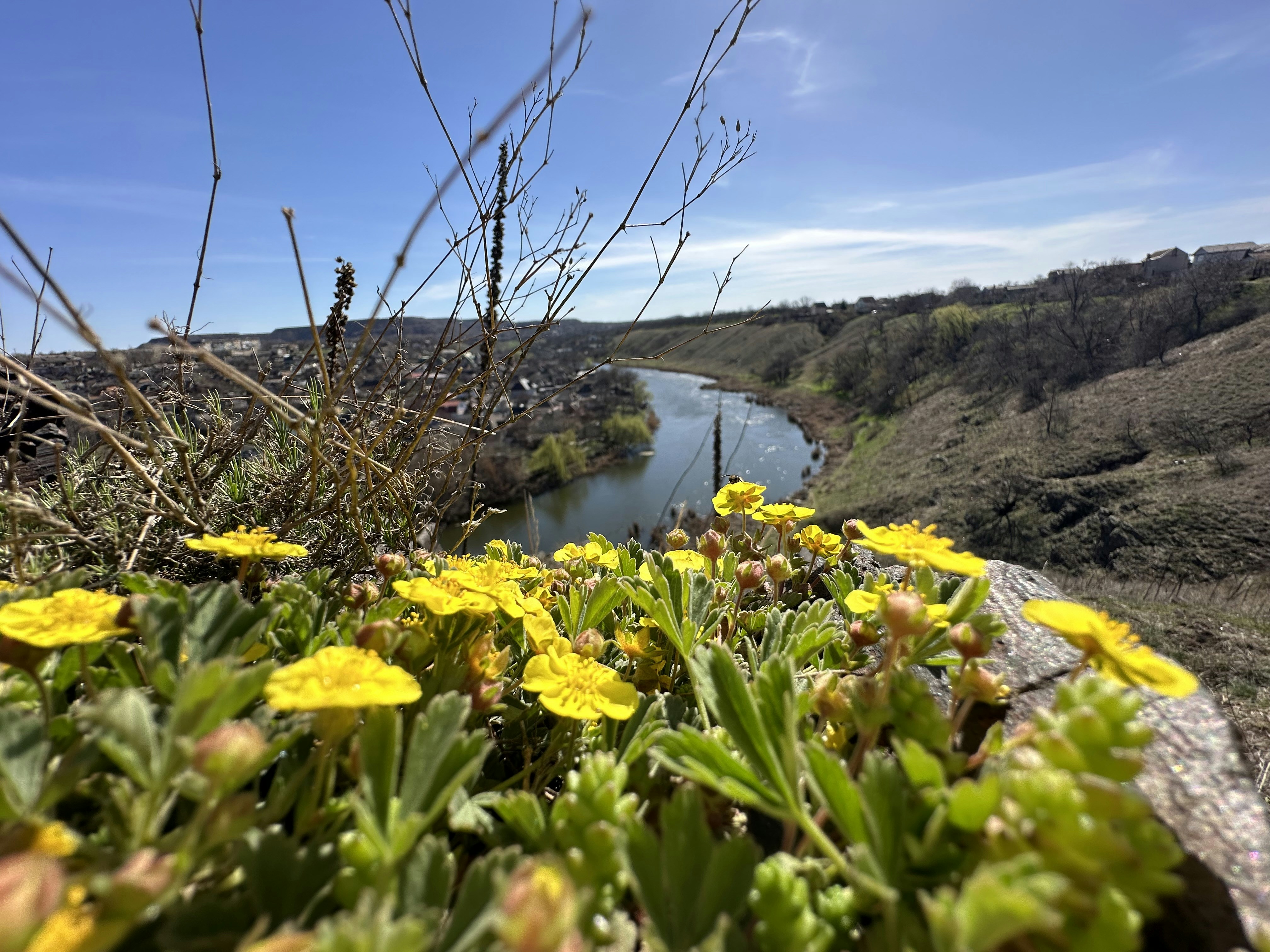 Sunlit Yellow Blooms Framing a Winding River Canyon