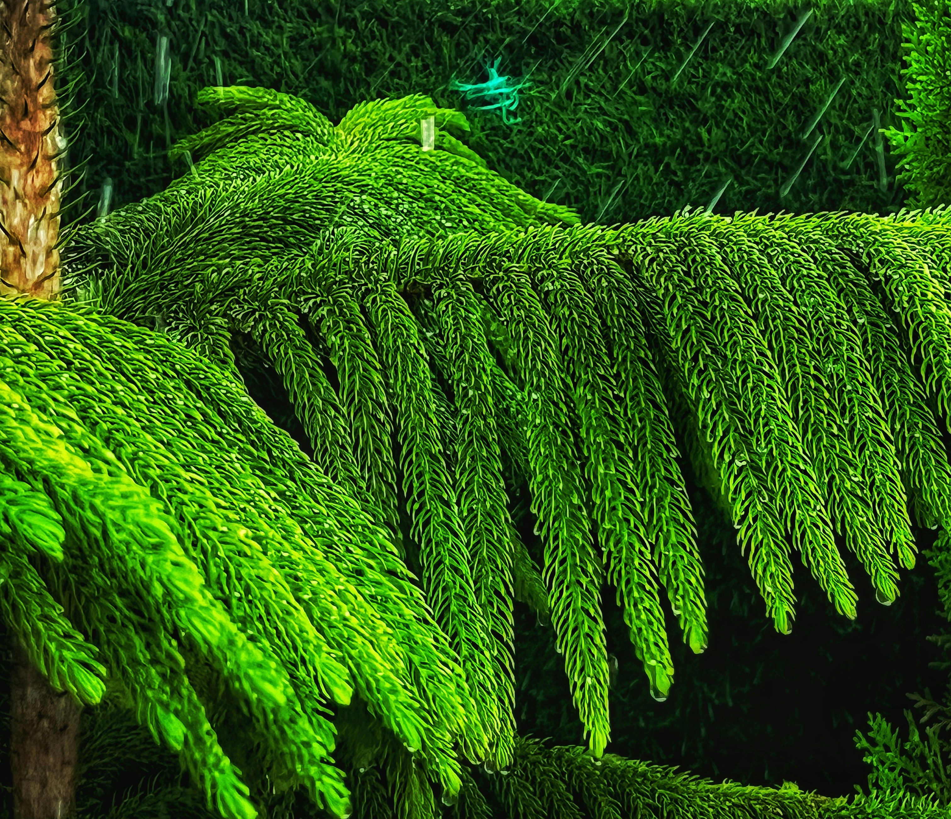 Neon Fern Cascade in a Shadowed Understory