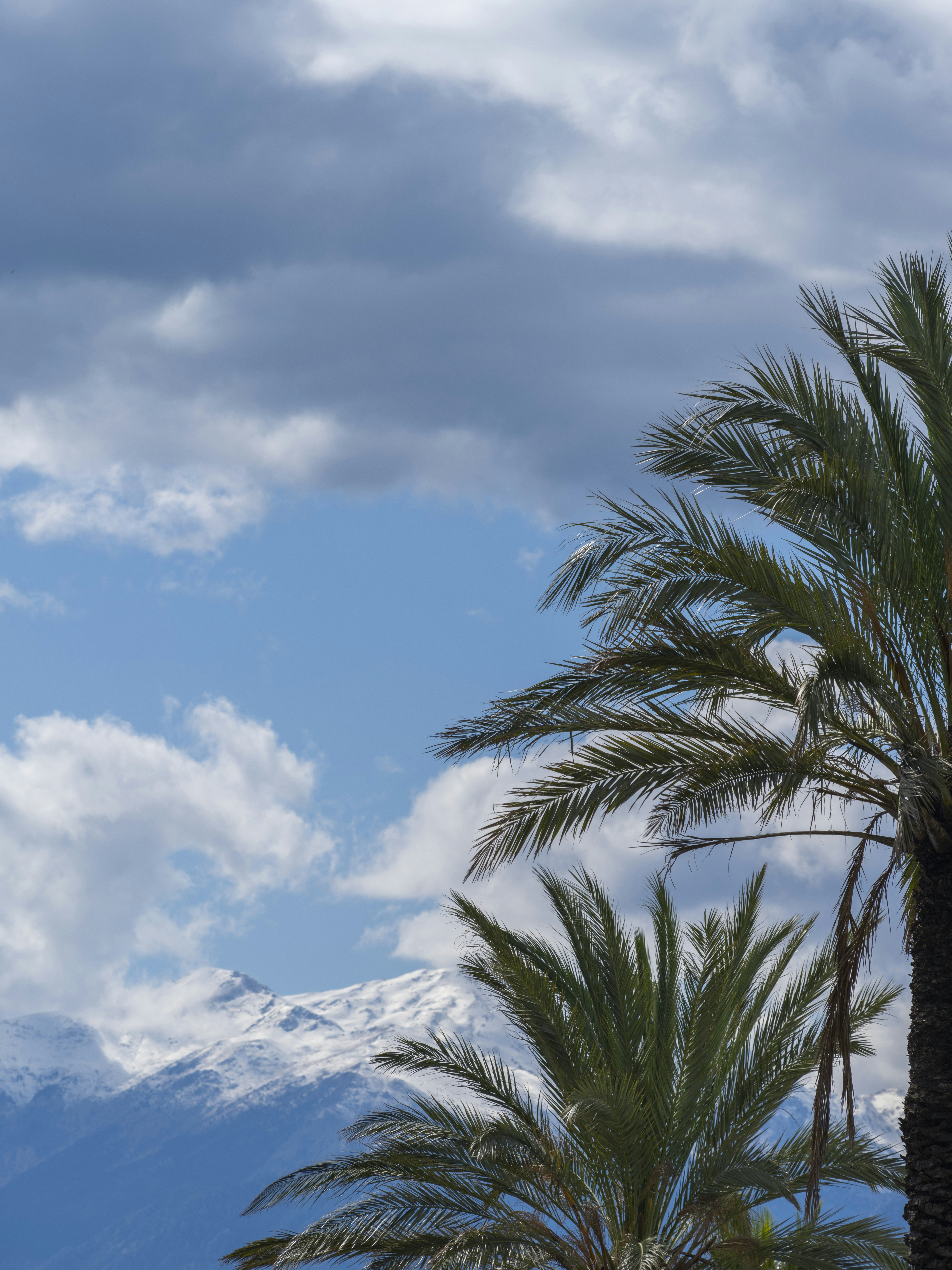 Palms at the Edge of Snow: A Coastal-Alpine Vista