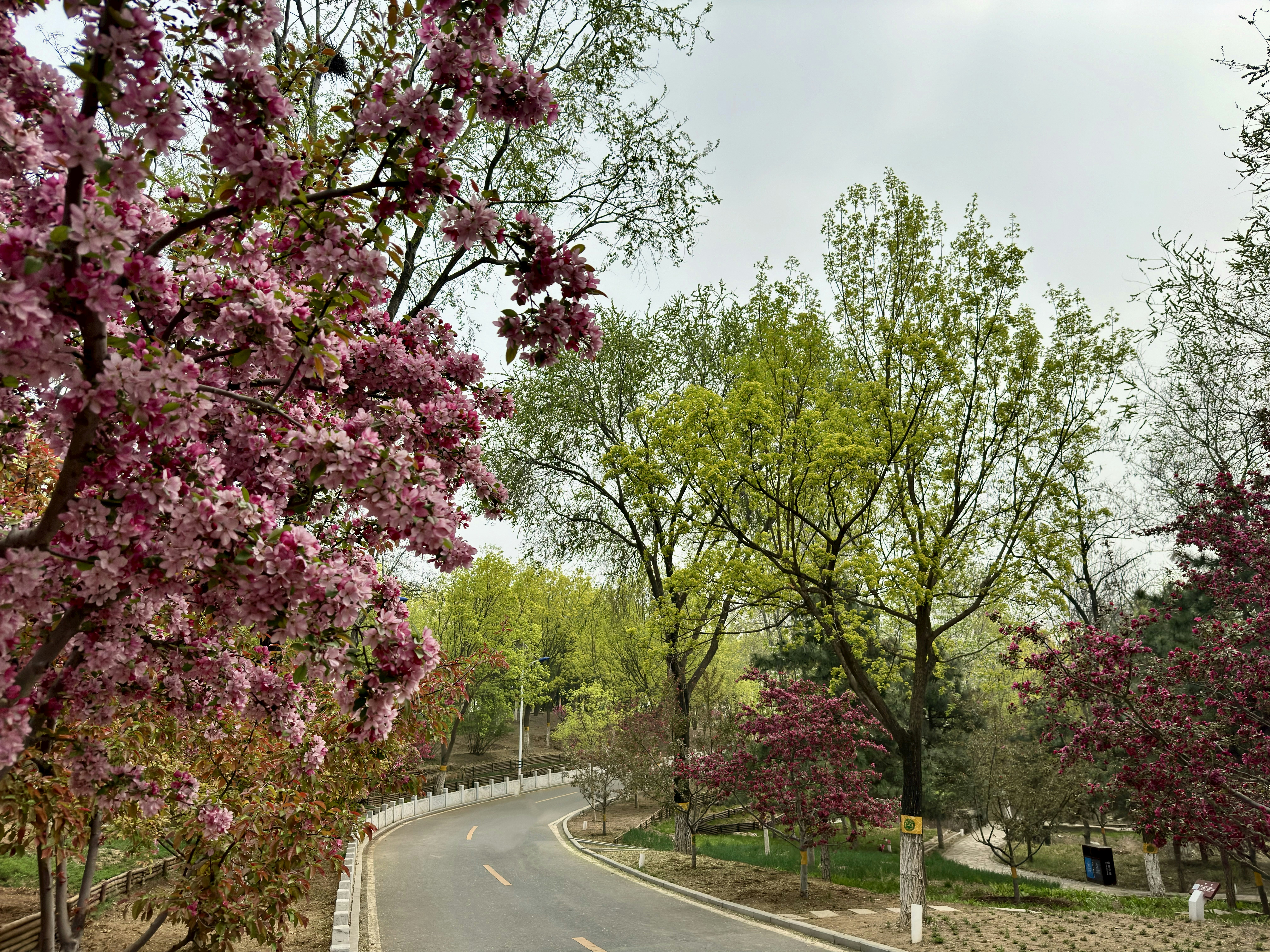 Blossom Corridor: a winding park road framed by pink blossoms
