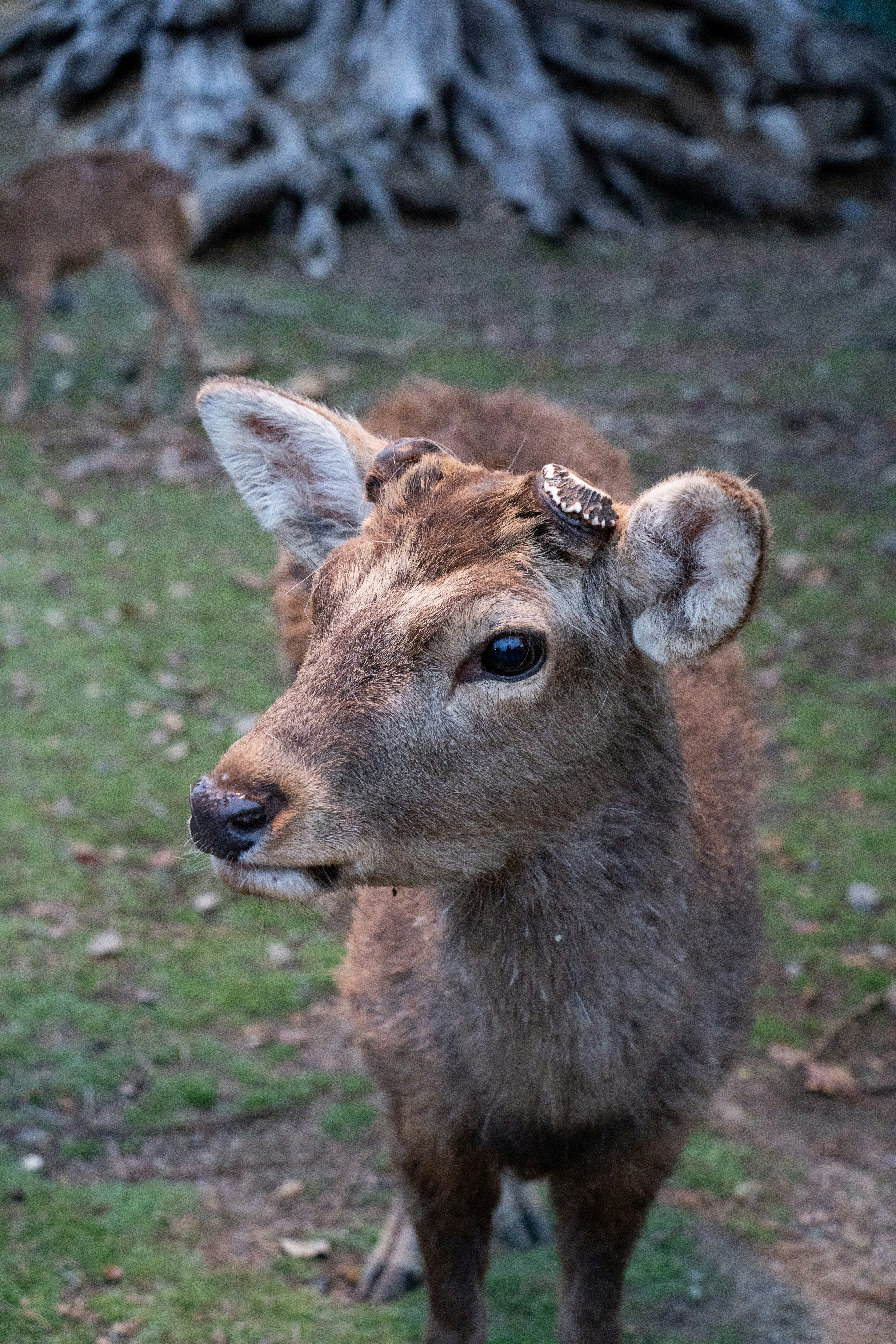 Gazing Fawn: a quiet moment among weathered logs