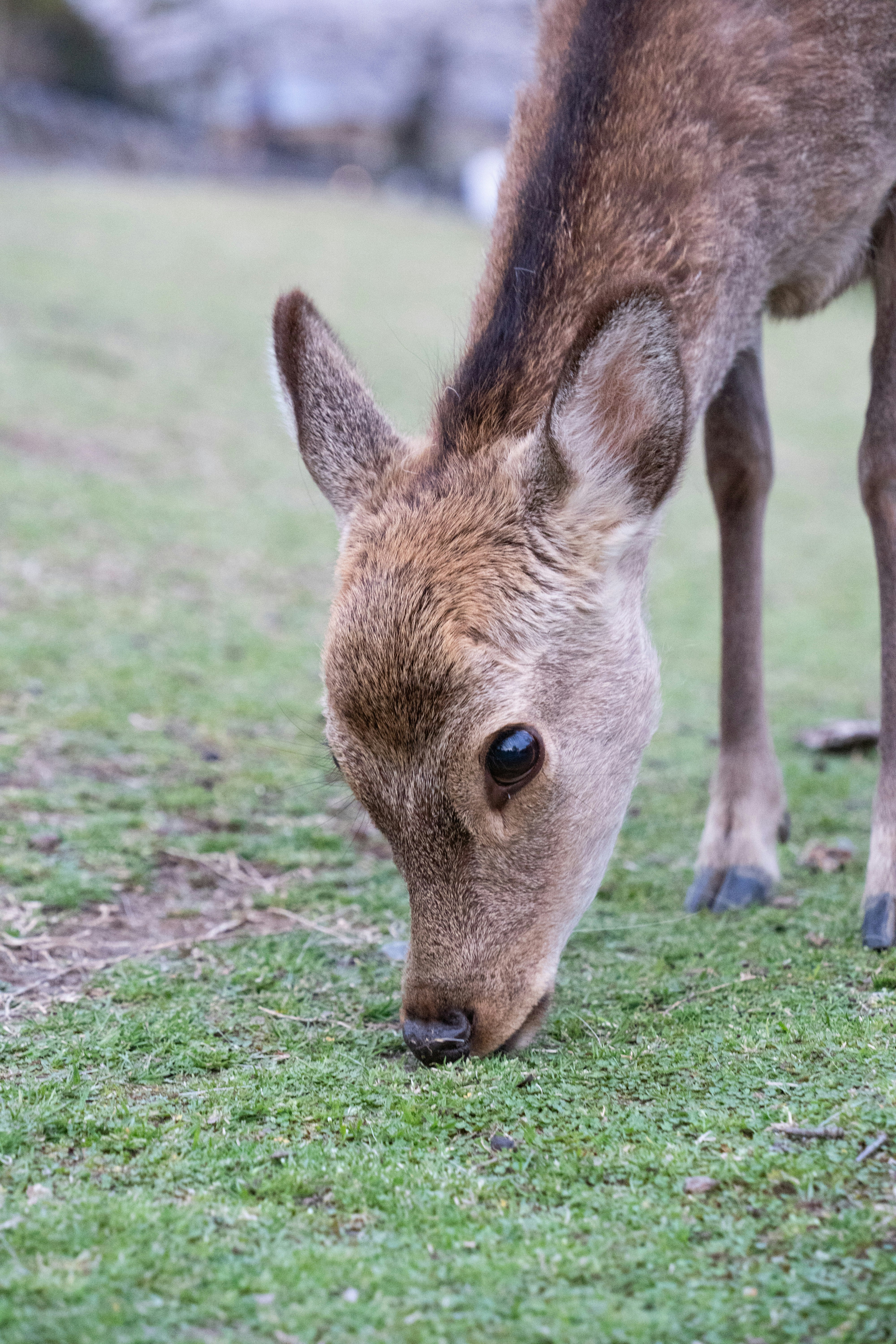 Grazing Quiet: A Deer at the Edge of the Green