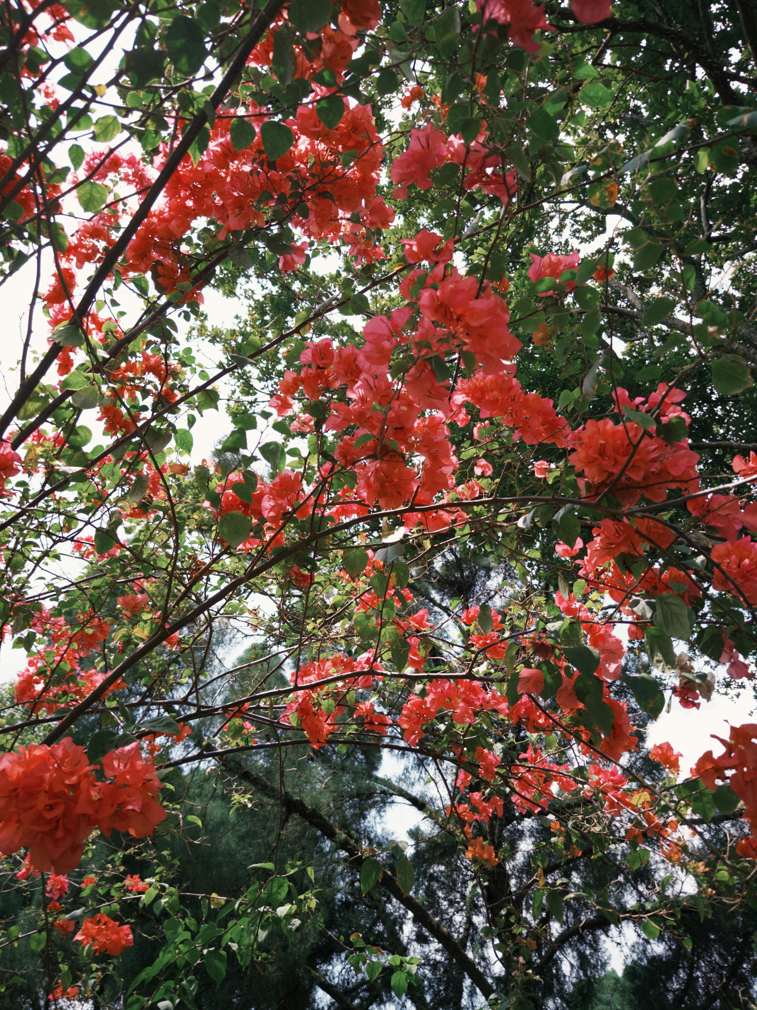A tree filled with lots of red flowers photo – Free Flower Image on Unsplash