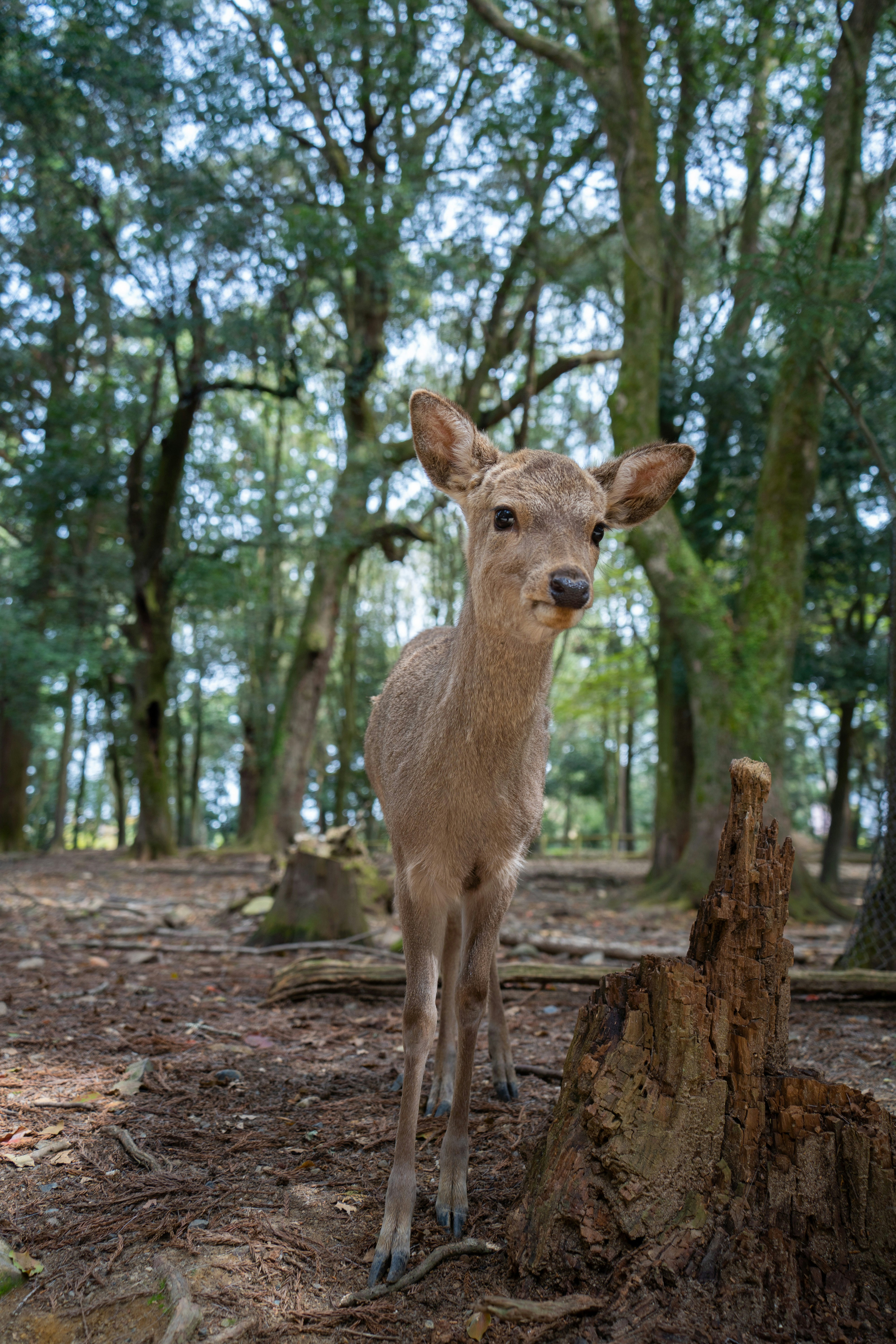 Curious Fawn in a Sunlit Forest Corridor