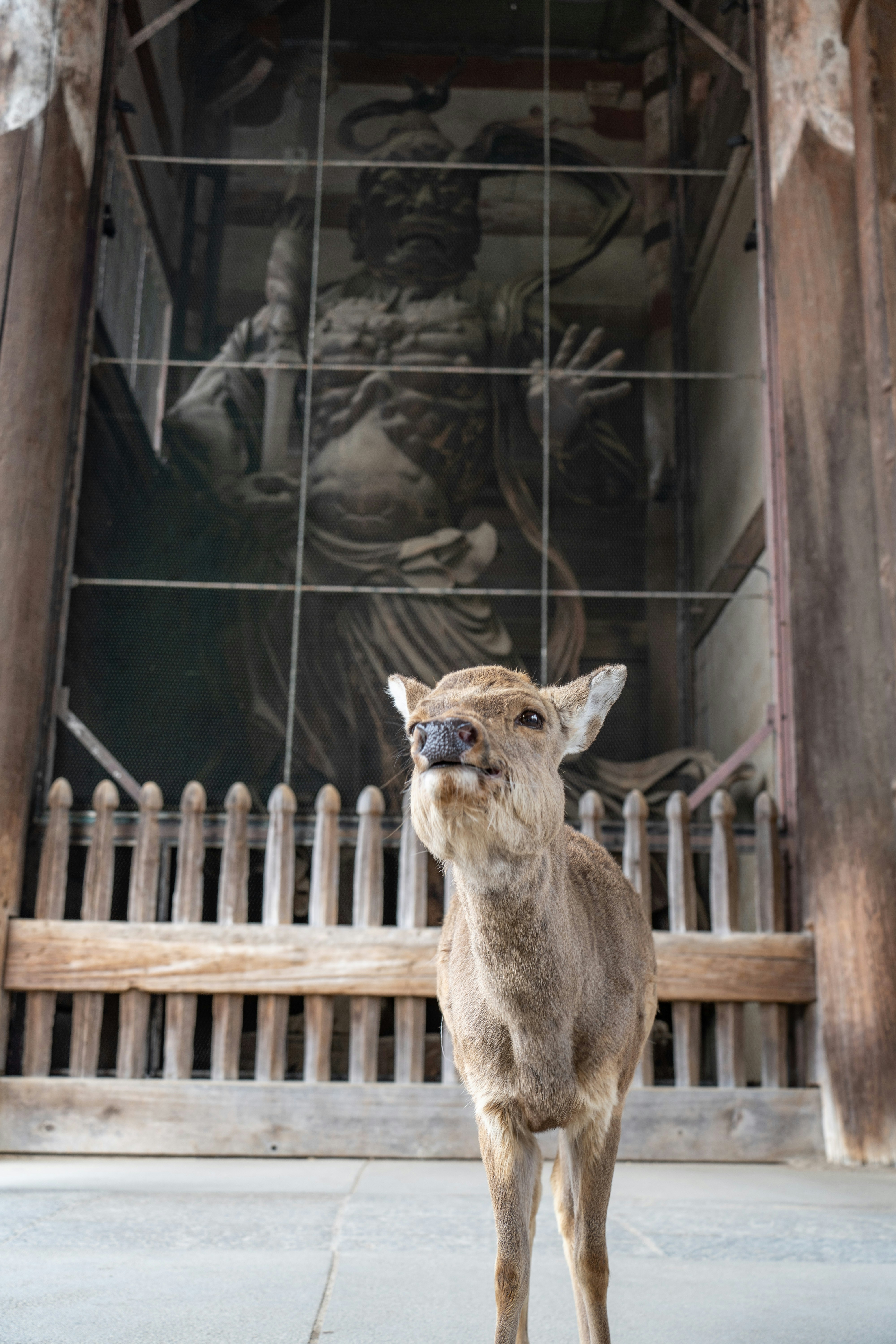 Deer at the Gate: A Curious Visitor Before the Sacred Carved Idol
