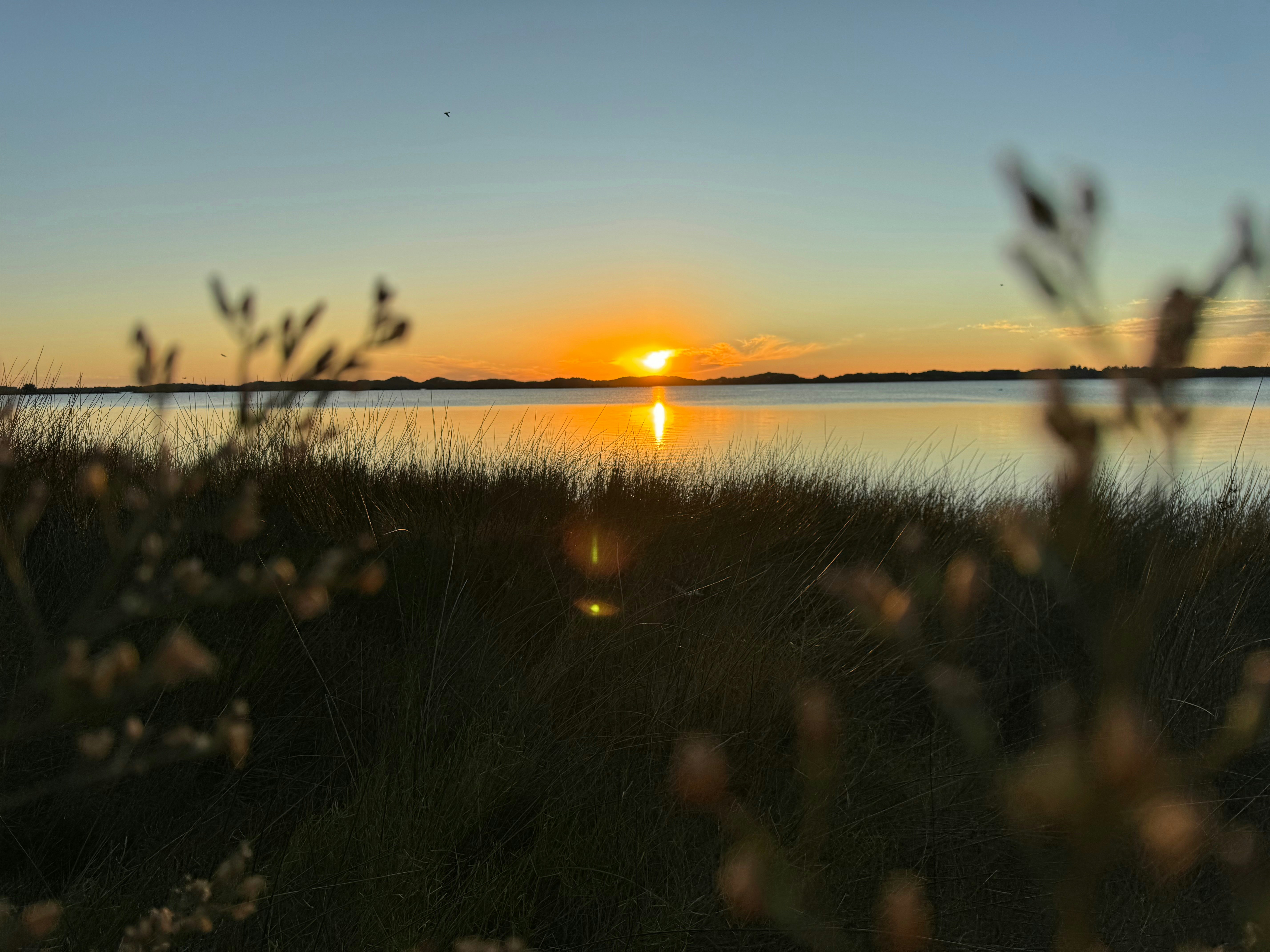 Sunset reflecting on a calm lake with blurred foreground plants.