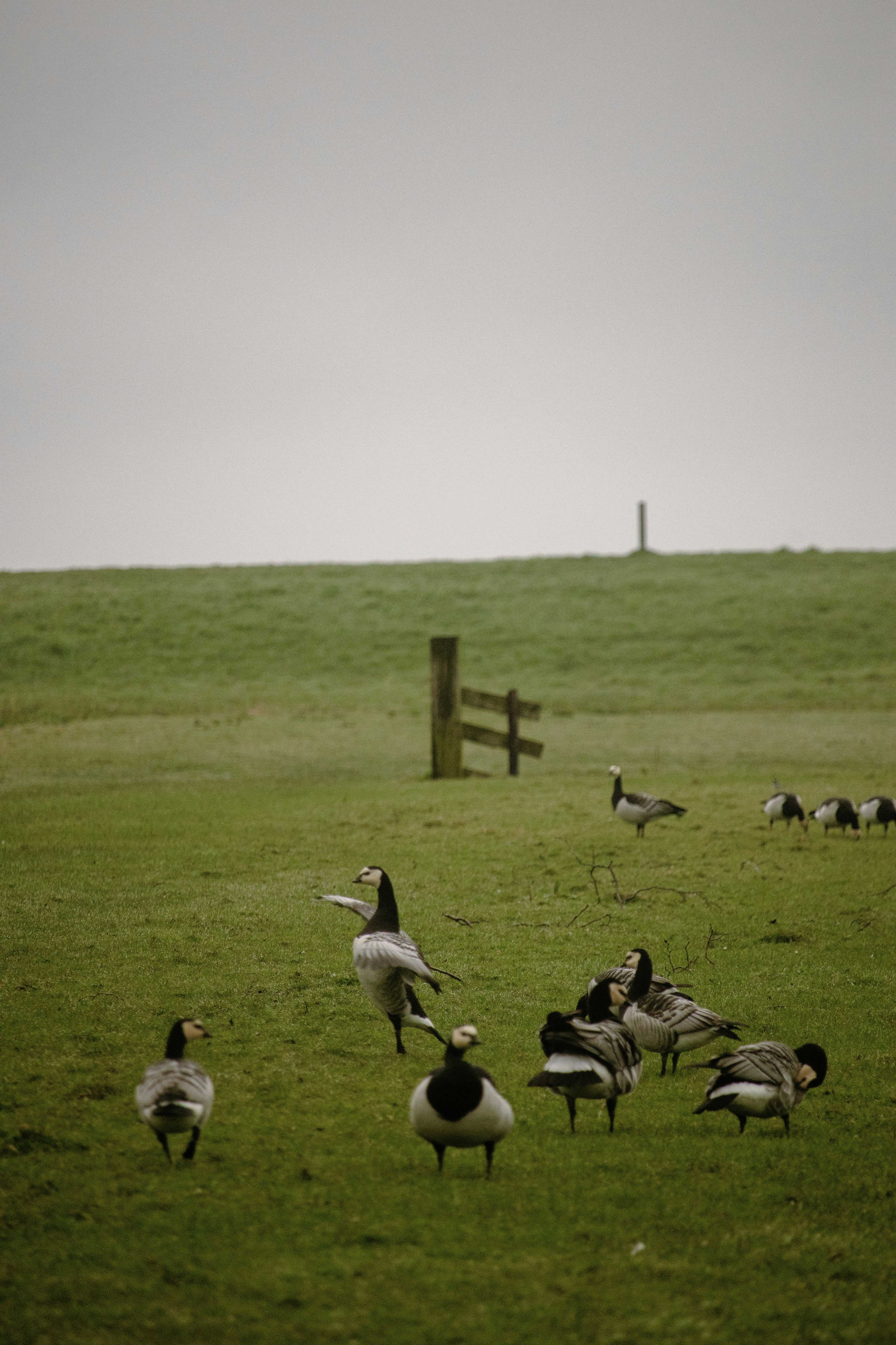 Fencepost Chorus: Canada geese crowd a quiet meadow beneath a pale, expansive sky