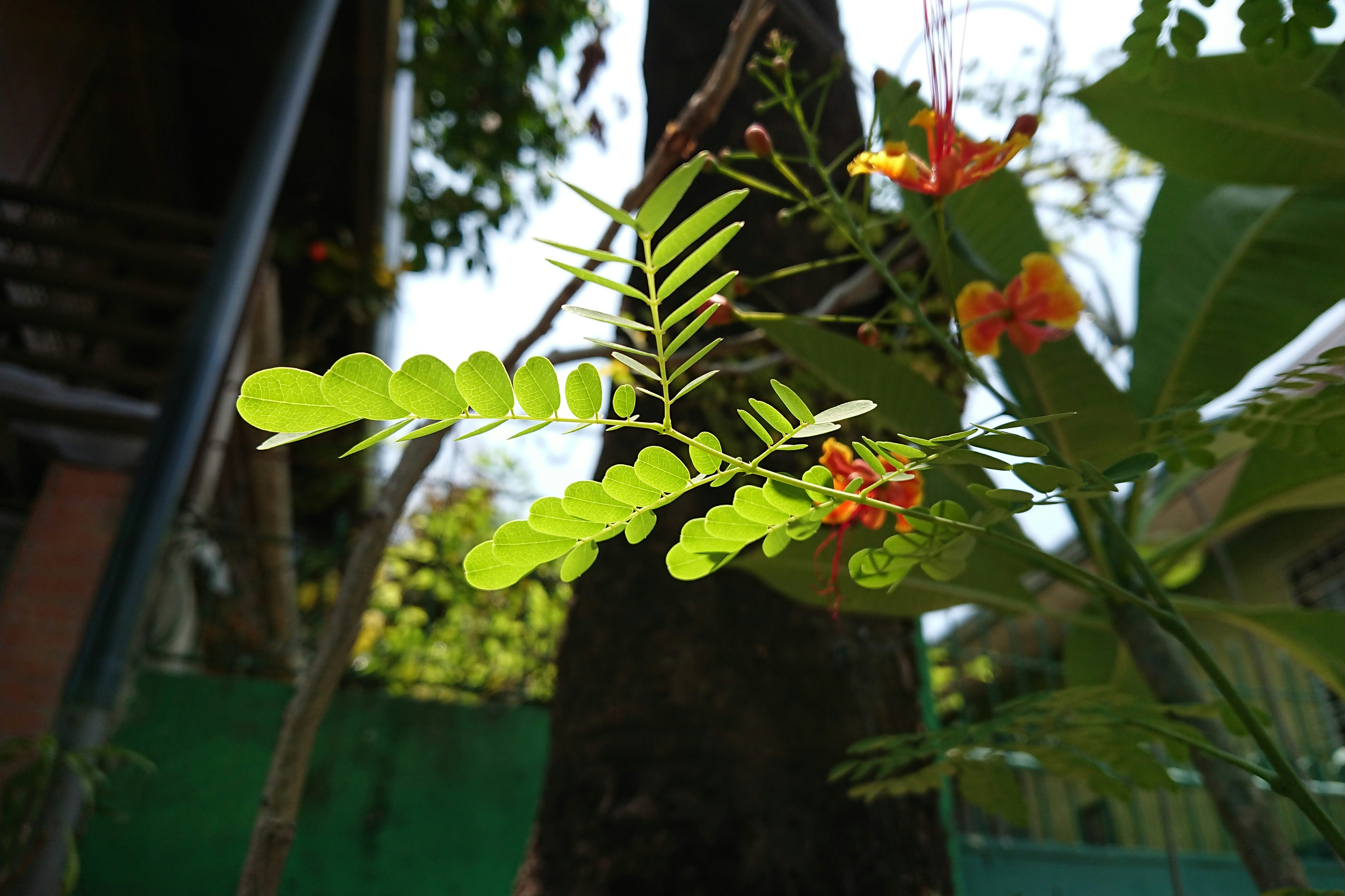 Close-up photograph of a bright green compound leaf with orange flowers, set against a softly blurred garden background. The shallow depth of field emphasizes the foreground foliage while the yard recedes into greenery.