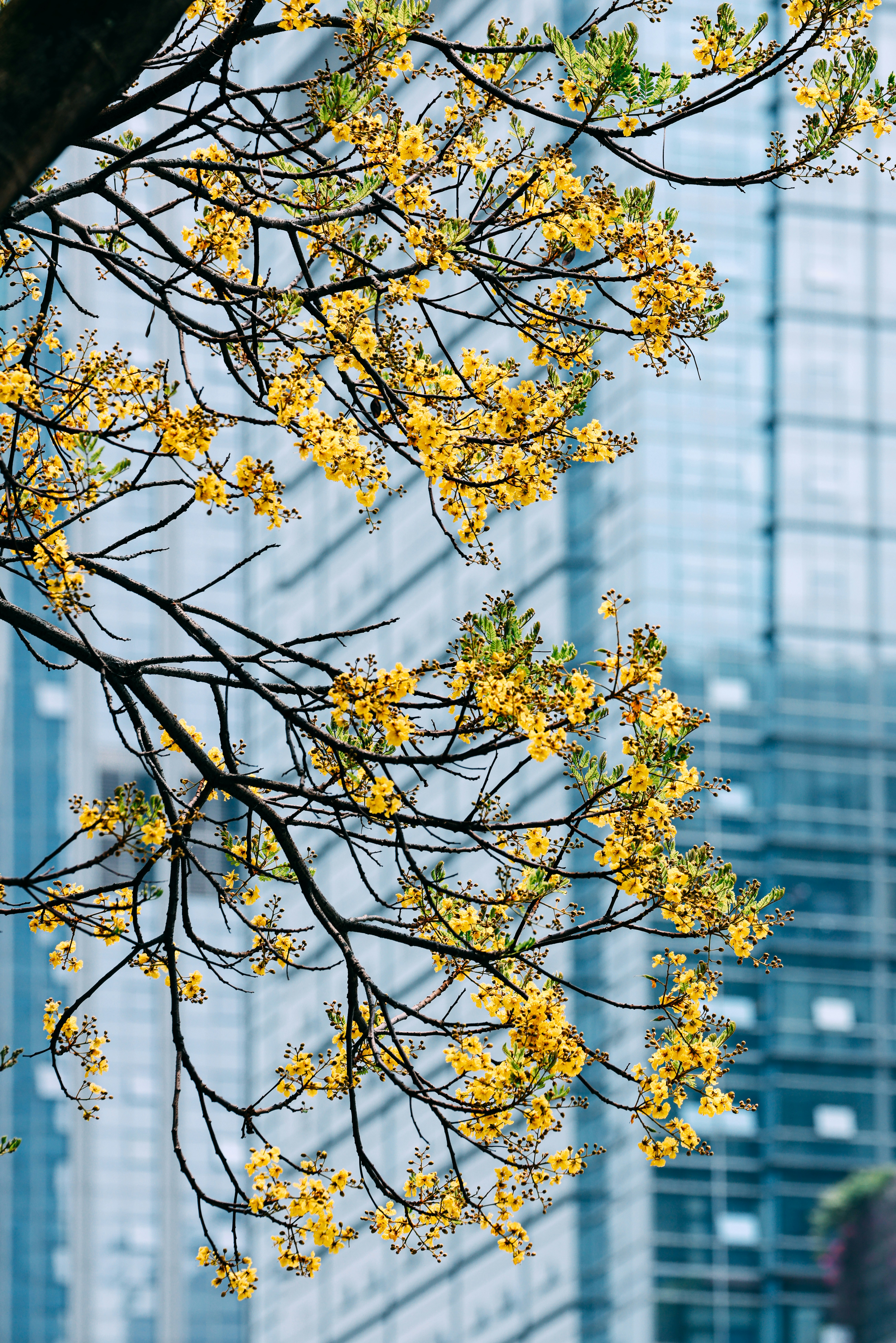 Gold Canopy Over Glass: Spring Blooms Against a City Skyline
