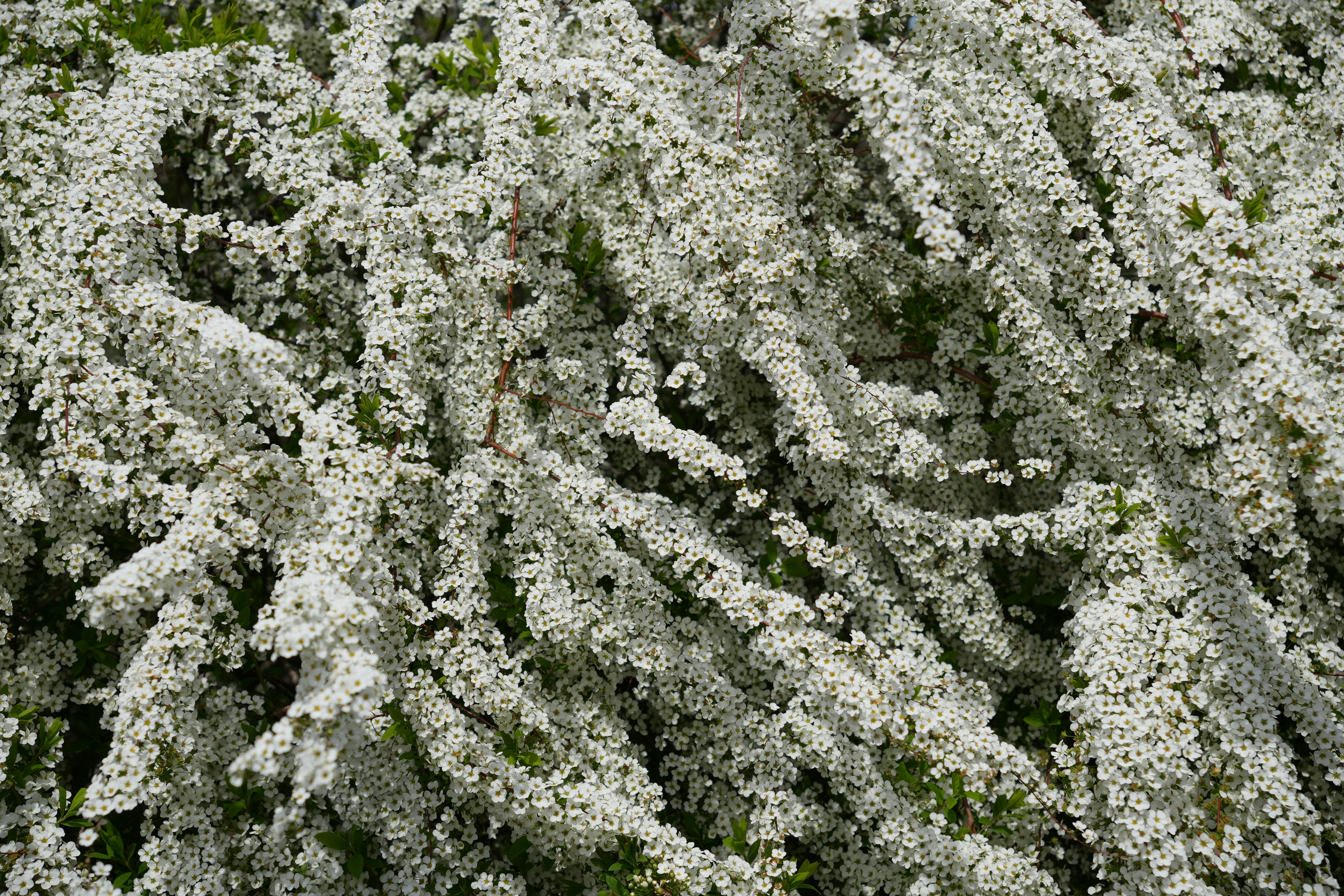 Whispering Blossoms in Spring's Embrace