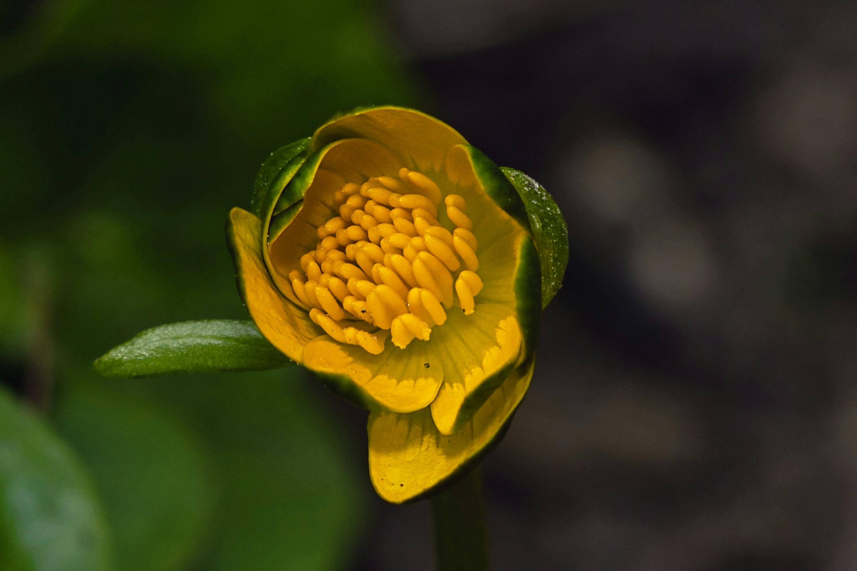 Golden Cup in Focus: a precise macro portrait of a single bloom