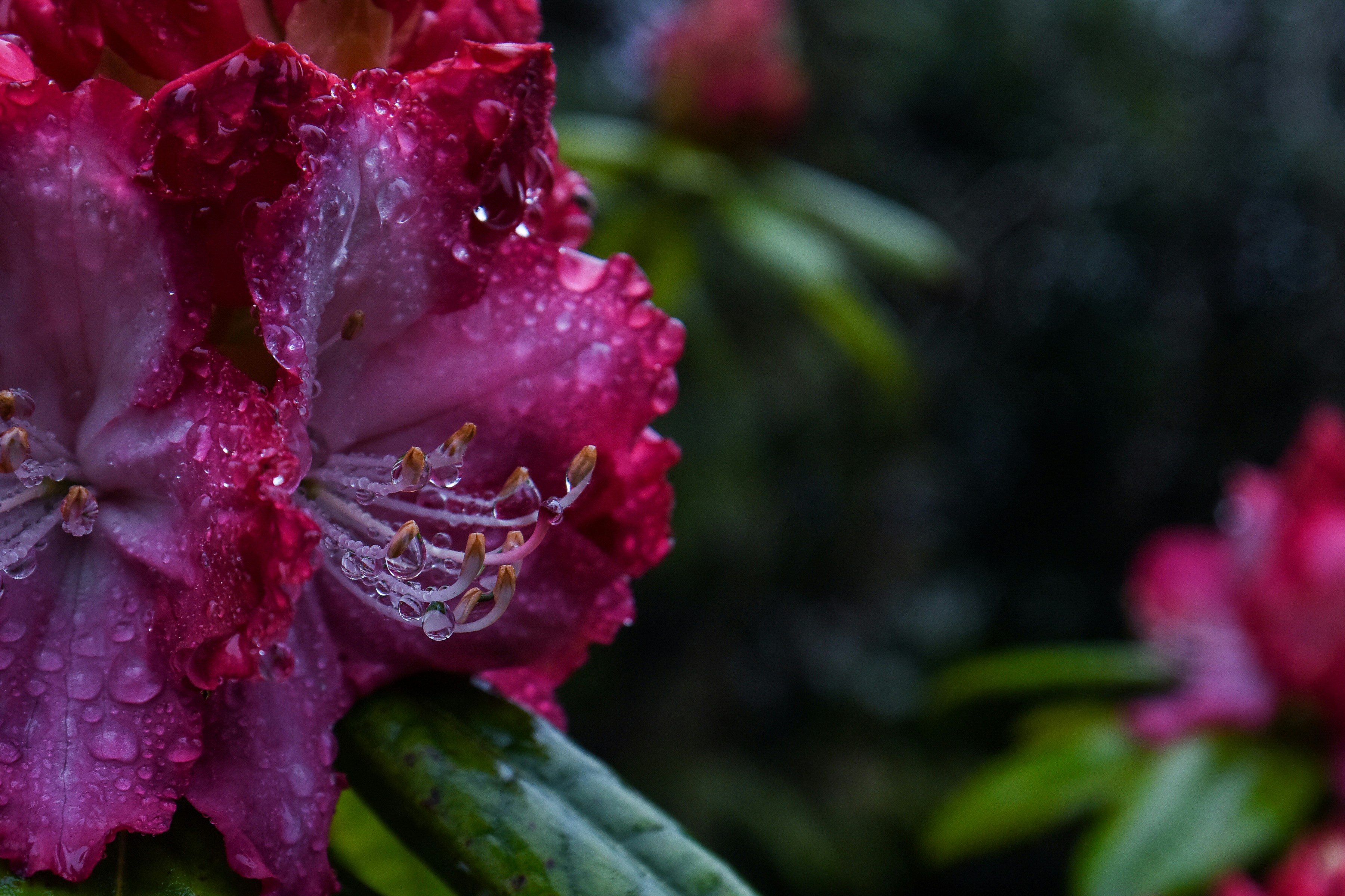 Dew-Dappled Magenta: A Macro Portrait of Rhododendron Bloom
