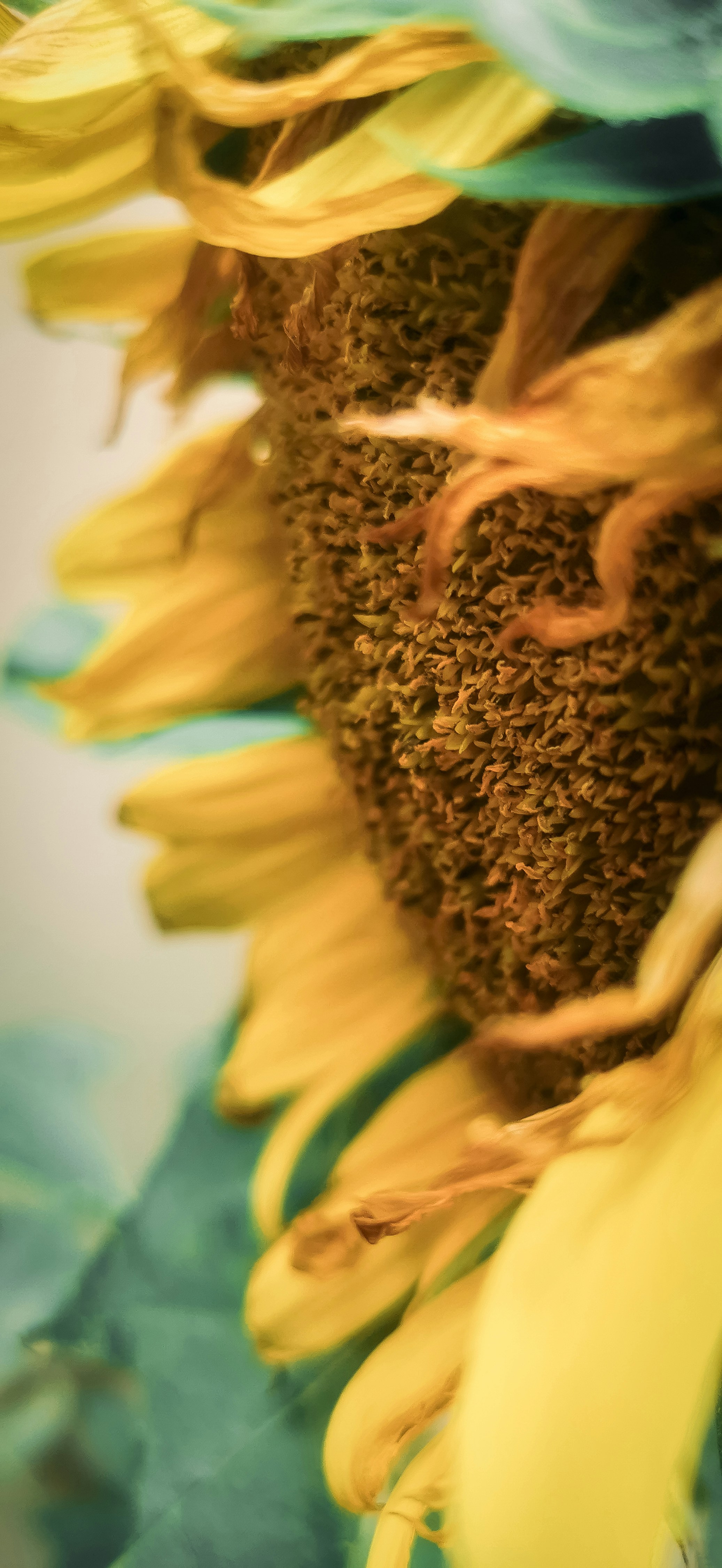 Amber Macro Portrait of a Sunflower Seed Head