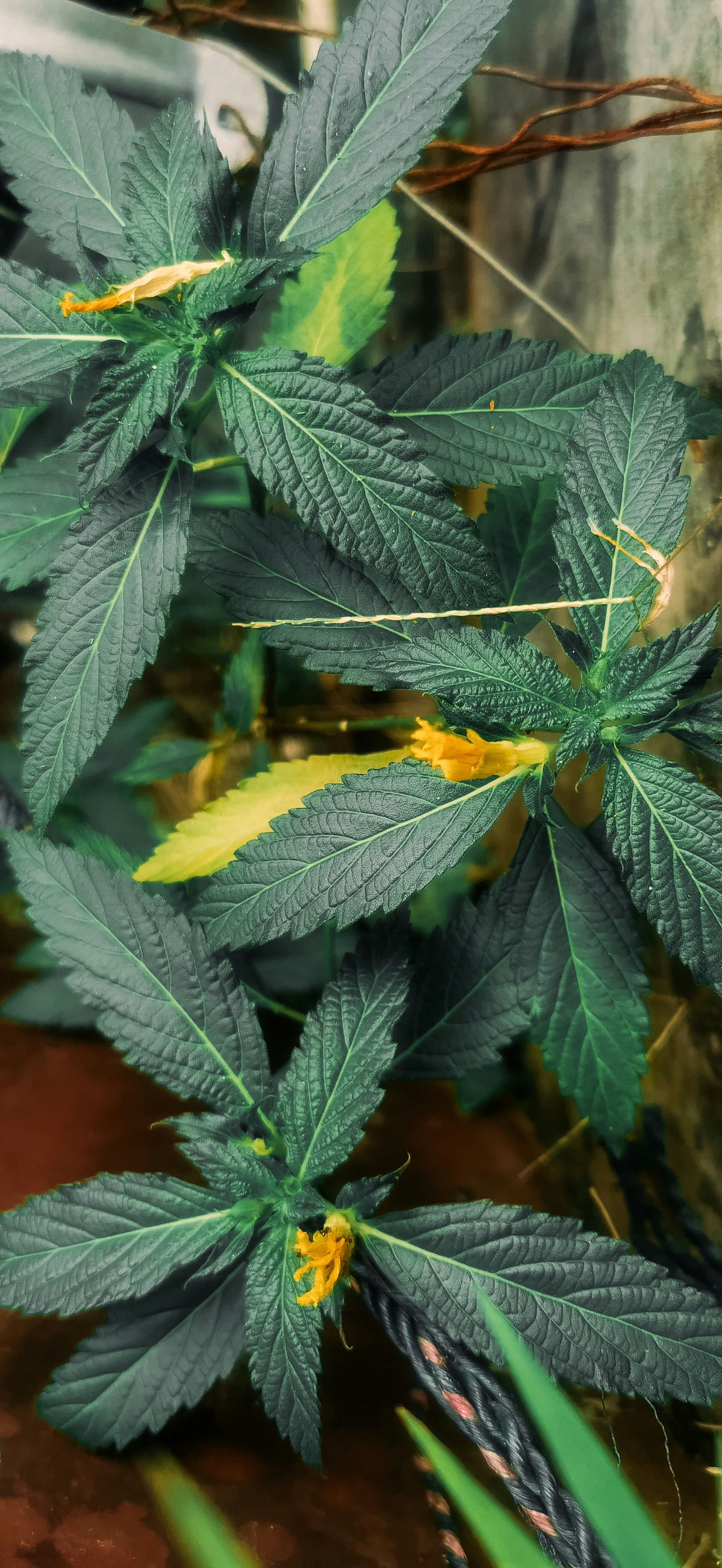 Amber Pistils Woven Through Serrated Green: A Macro Look at Cannabis Foliage