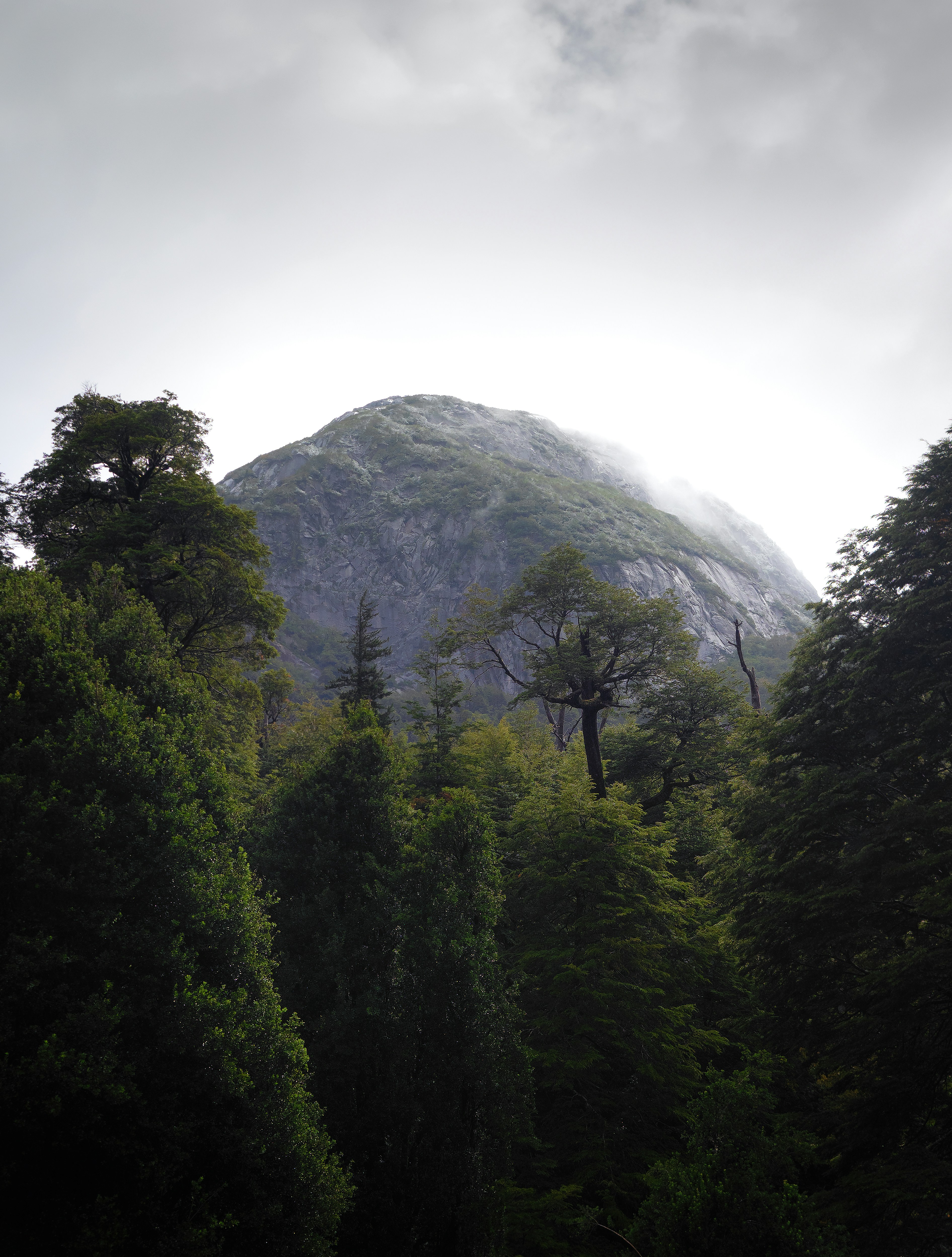 Misty Summit: A Lone Pine Against a Granite Crown