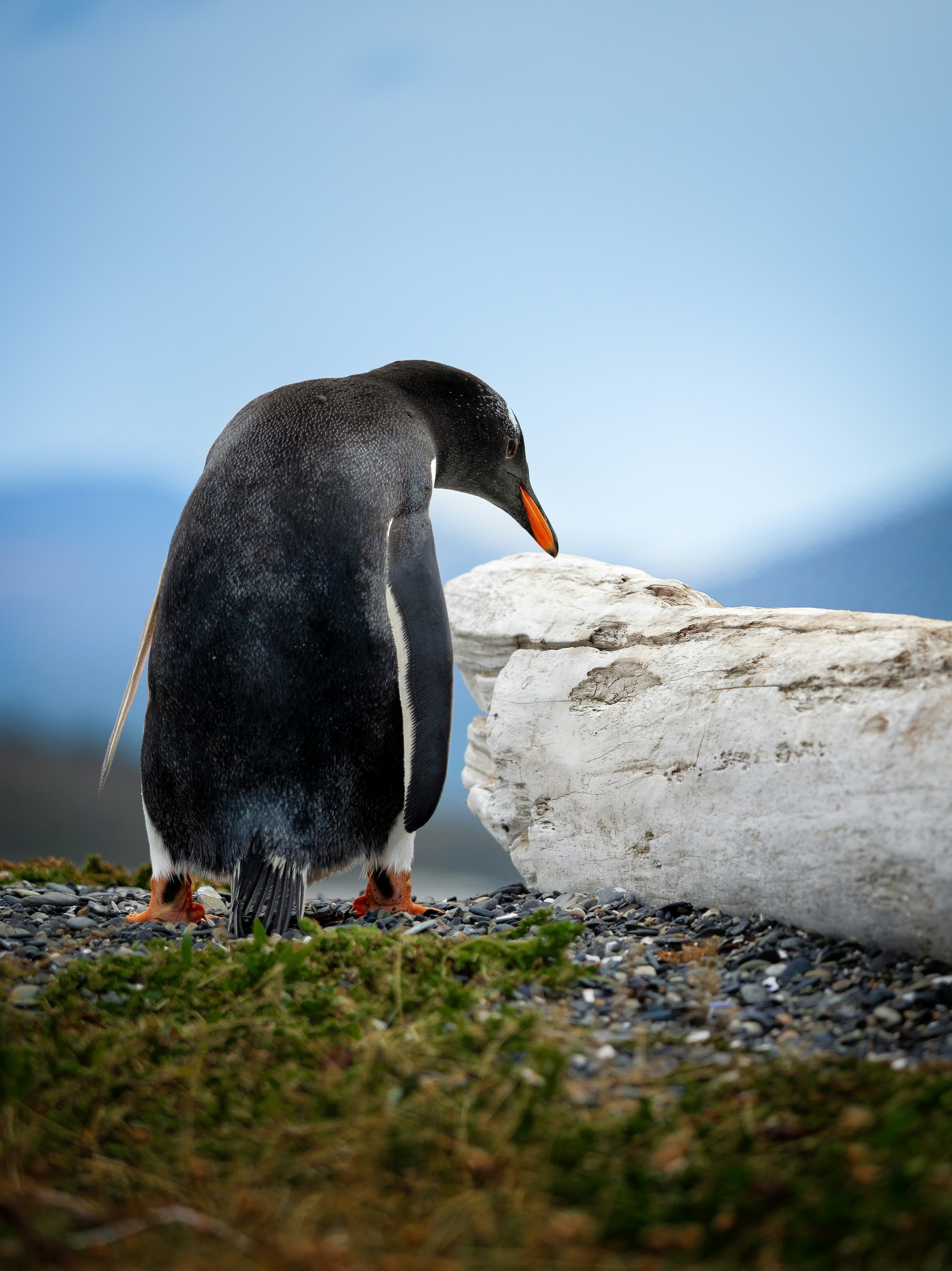 A penguin with an orange beak standing next to a rock photo – Free ...