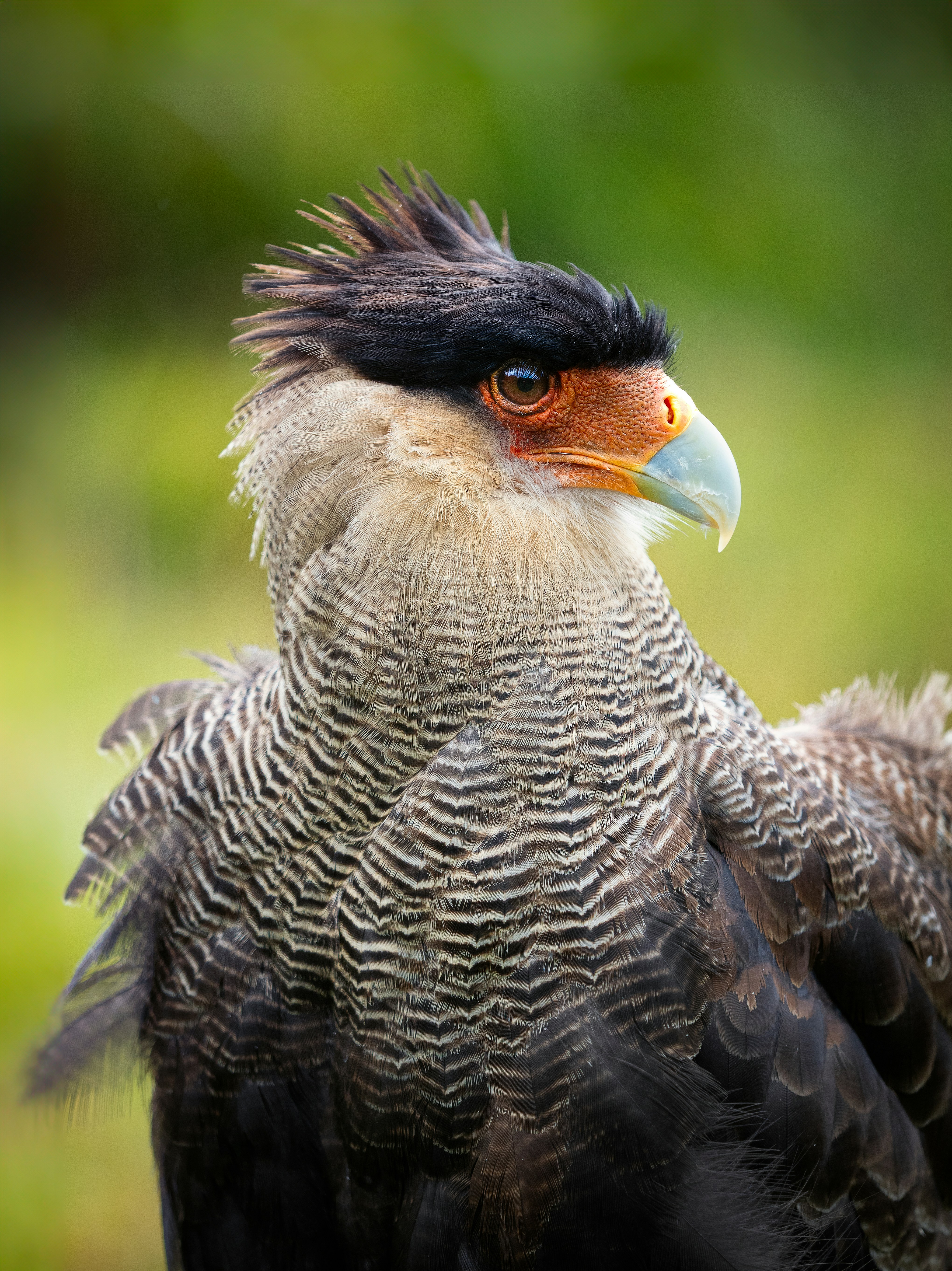 Crested Caracara