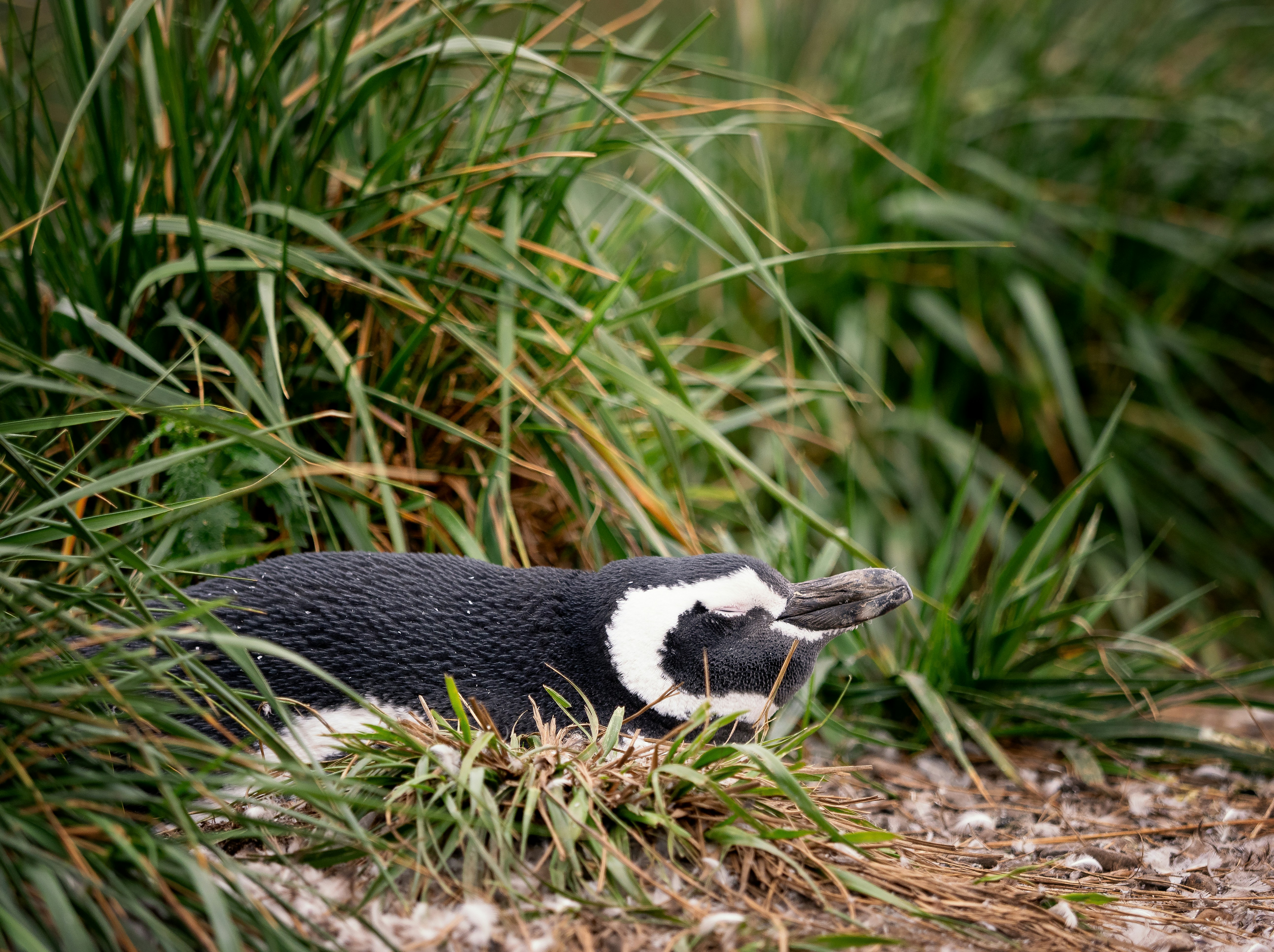 Dune-Grass Pause: A Penguin Resting in Quiet Greens