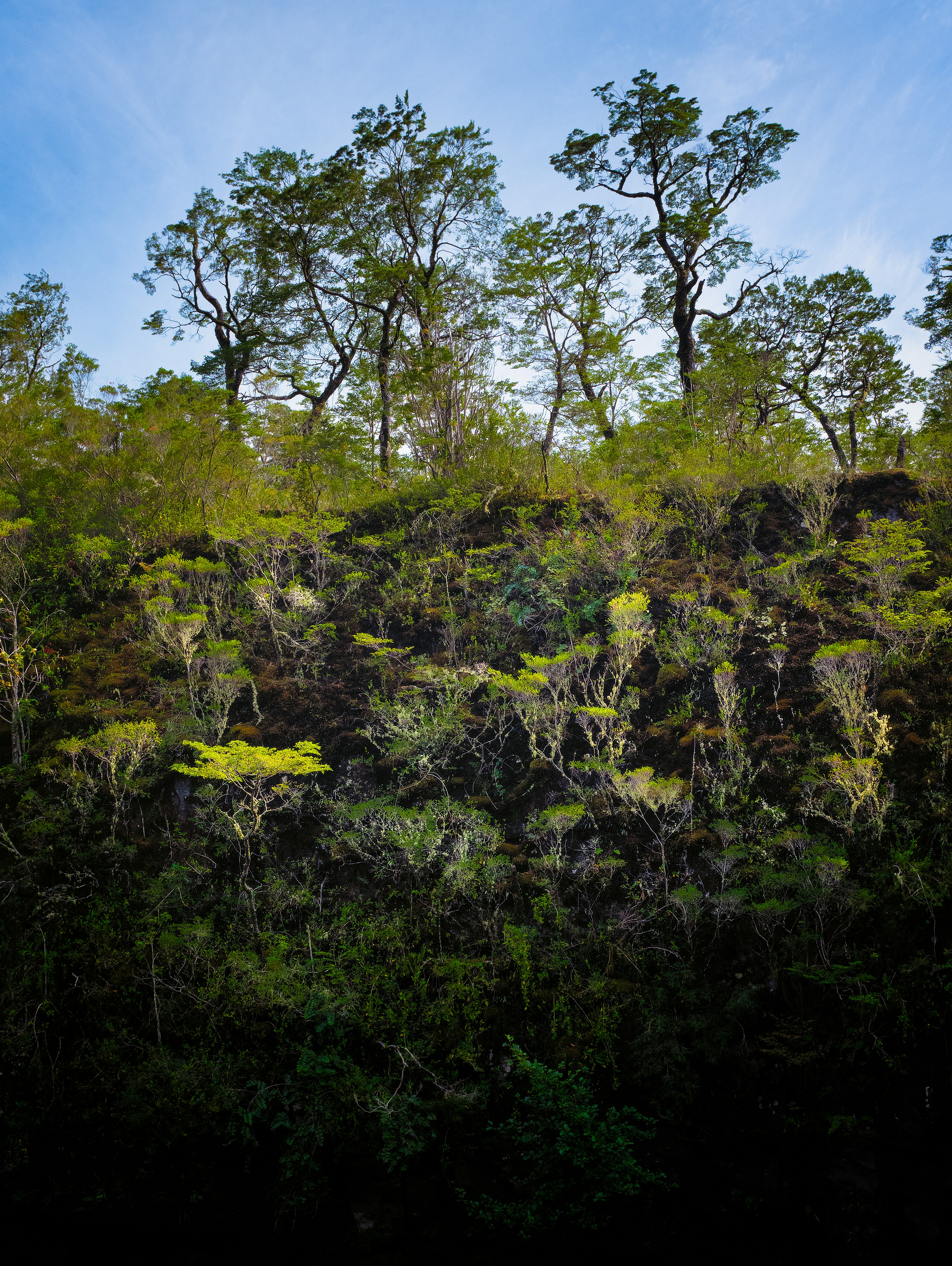 Ridgeline Pines Crown a Cliff Beneath a Clear Sky