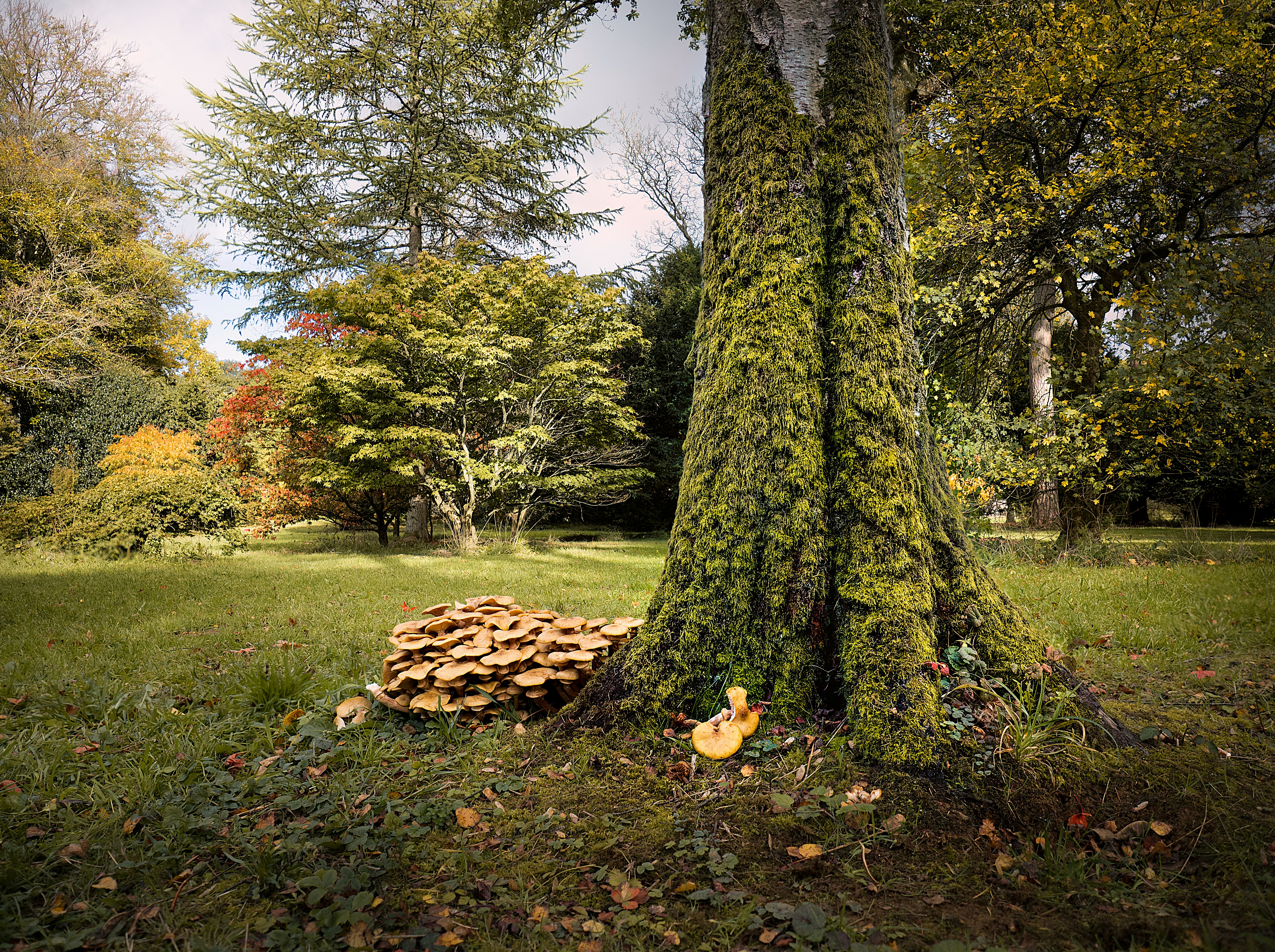 Autumn Quiet: the Moss-Cloaked Trunk and its Stacked Wood Slices