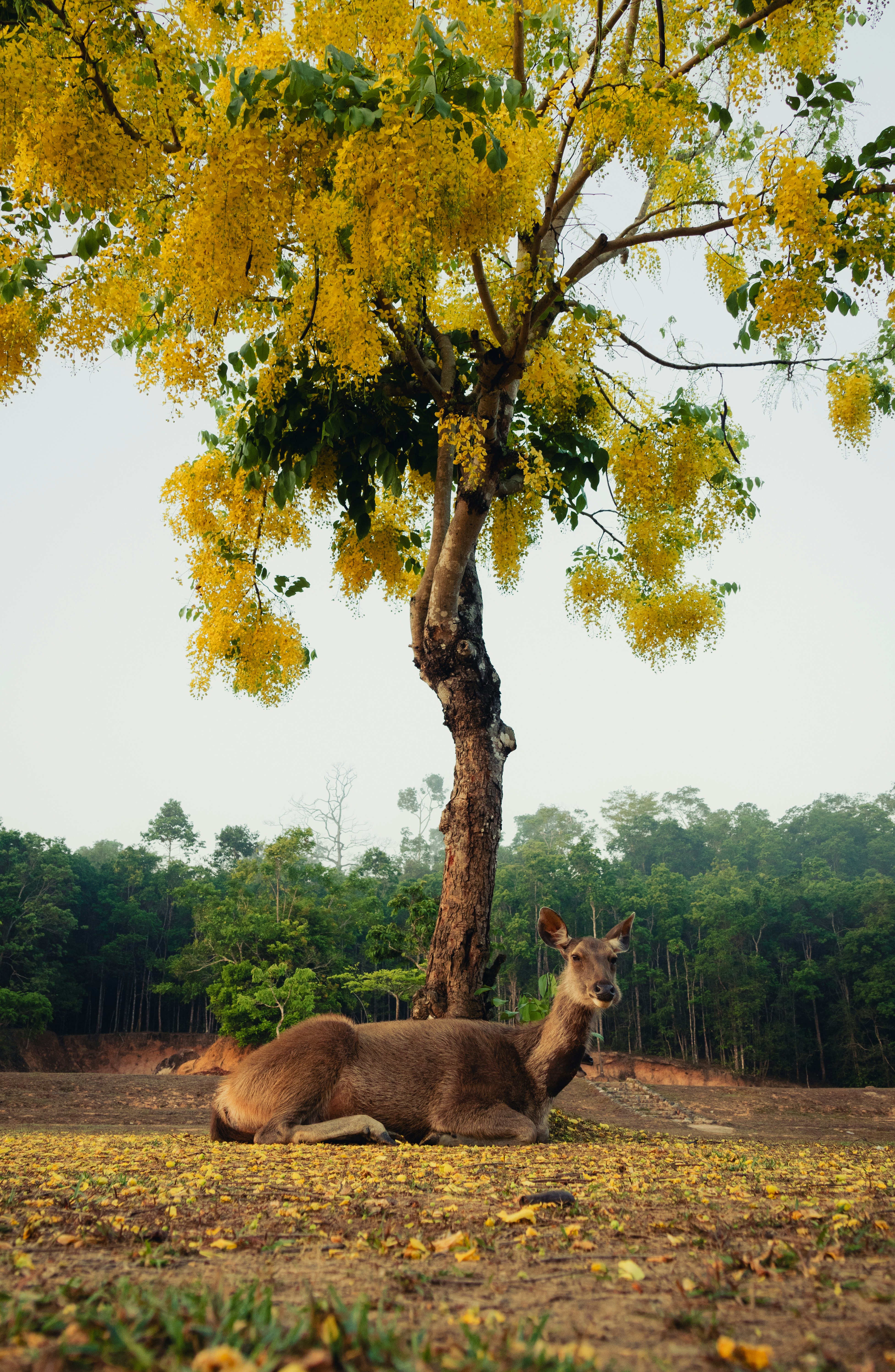 Under a Golden Cascade: a deer resting beneath a flowering tree