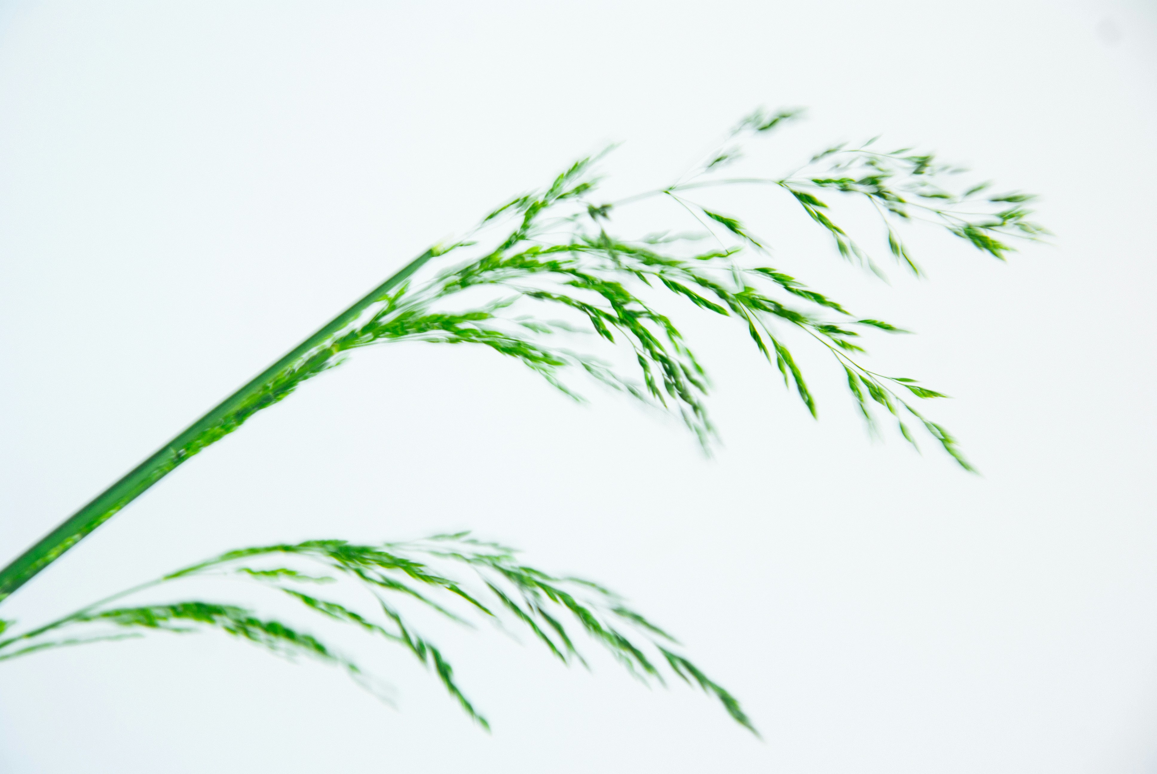 Diagonal Grass Fronds in Quiet White Space