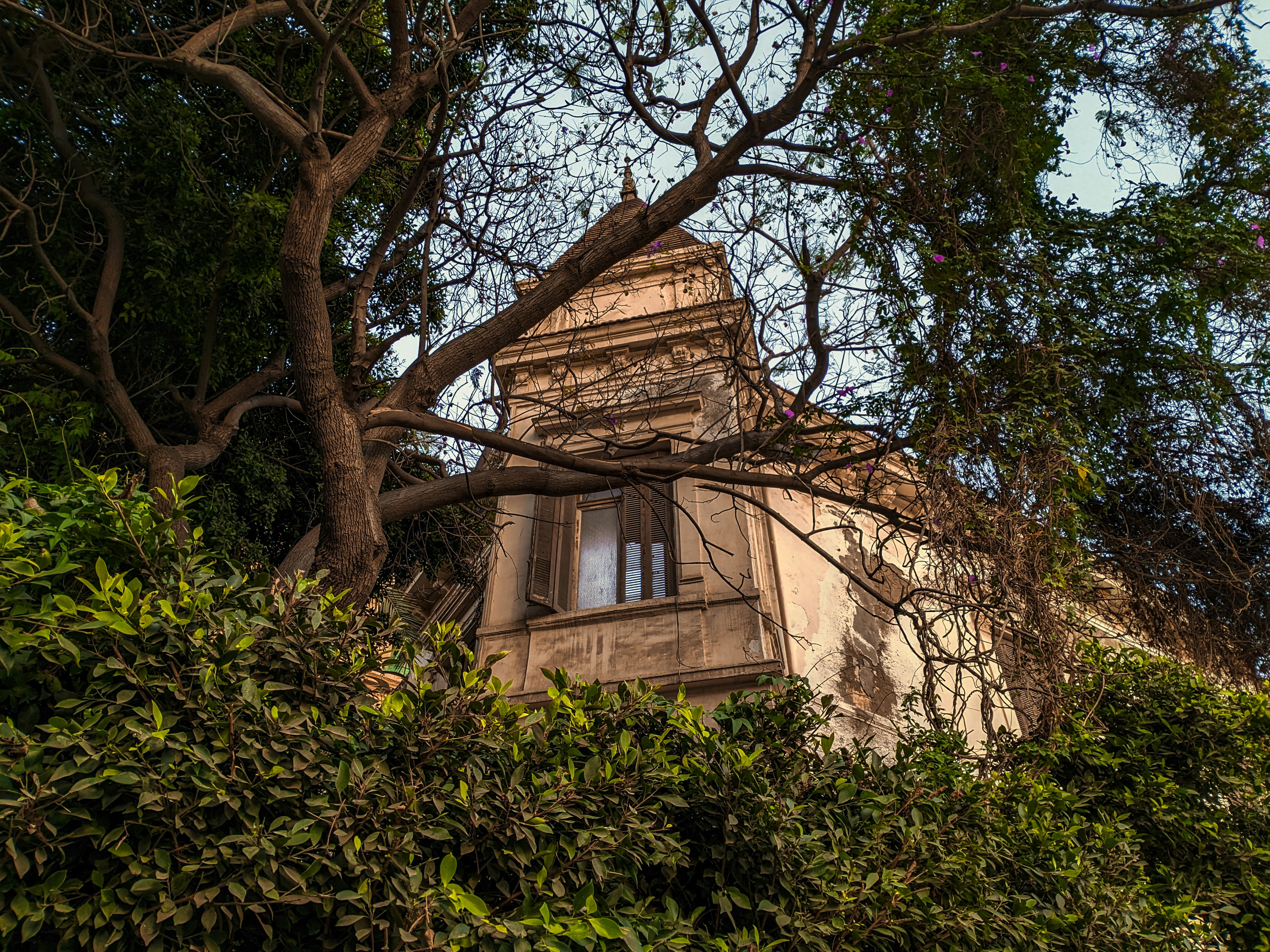 Weathered stone facade peeks through dense greenery and sprawling tree branches, with a central window catching the eye. This photograph emphasizes the clash between architecture and nature.